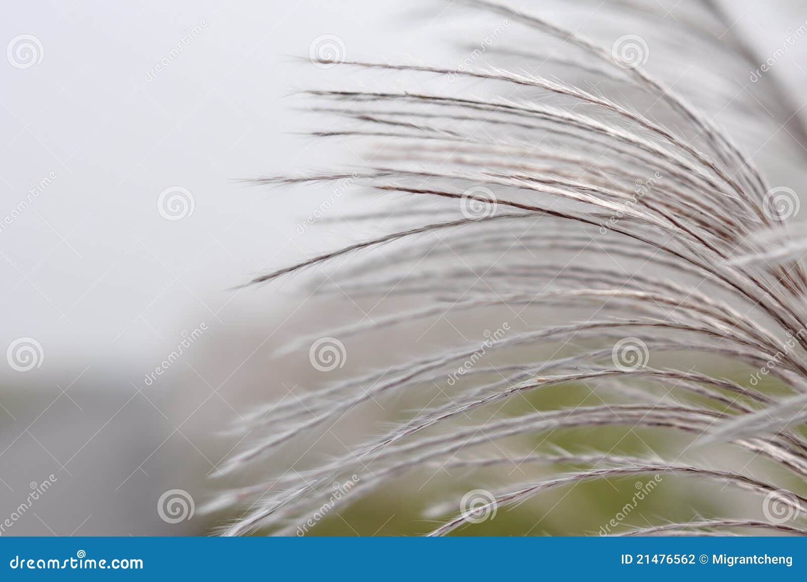 Beautiful Reed stock photo. Image of huanghe, round, reed - 21476562