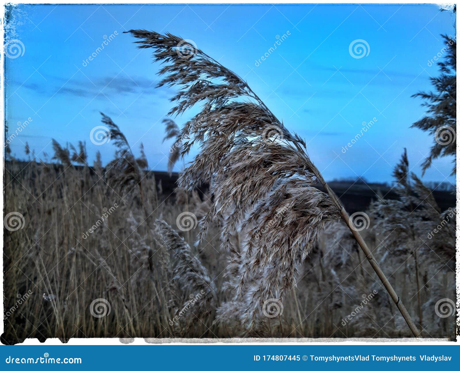 Beautiful Reed and Blue Sky Stock Image - Image of ukraine, blue: 174807445