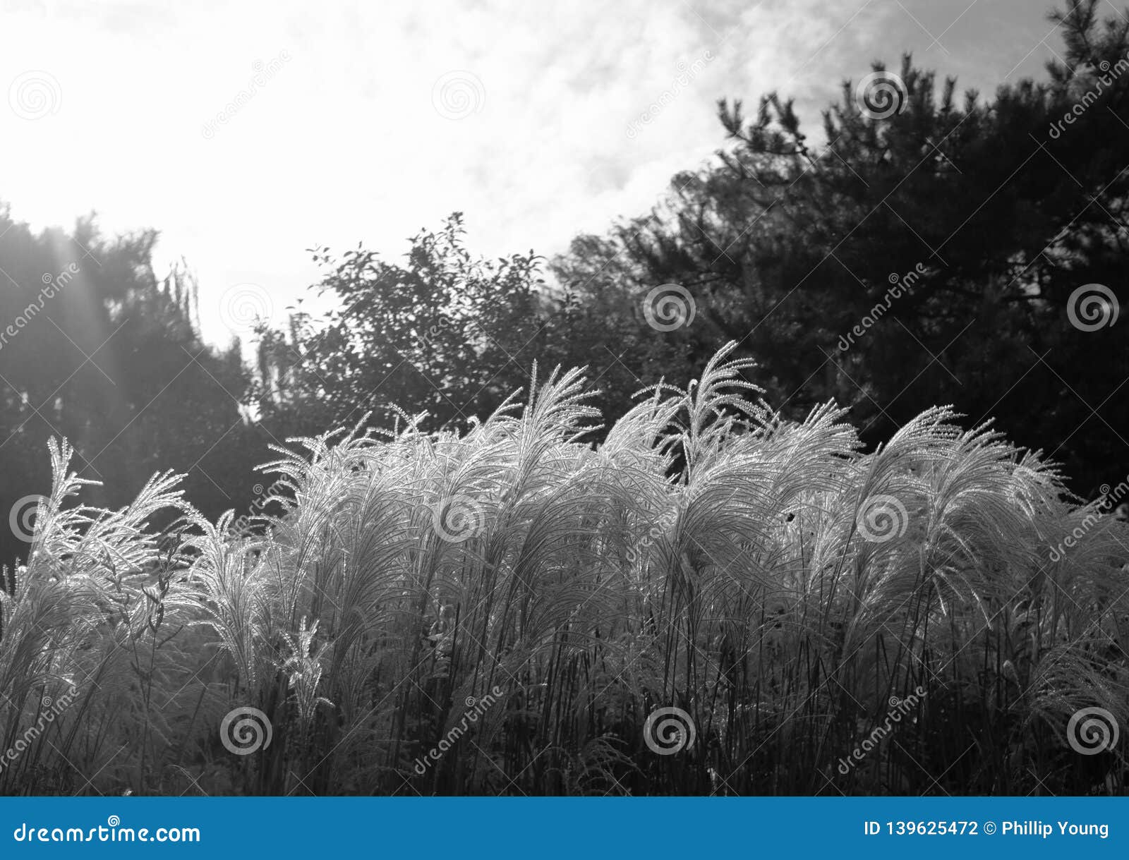 Beautiful Reed Bulrush Park Plant Stock Photo - Image of park, wind ...