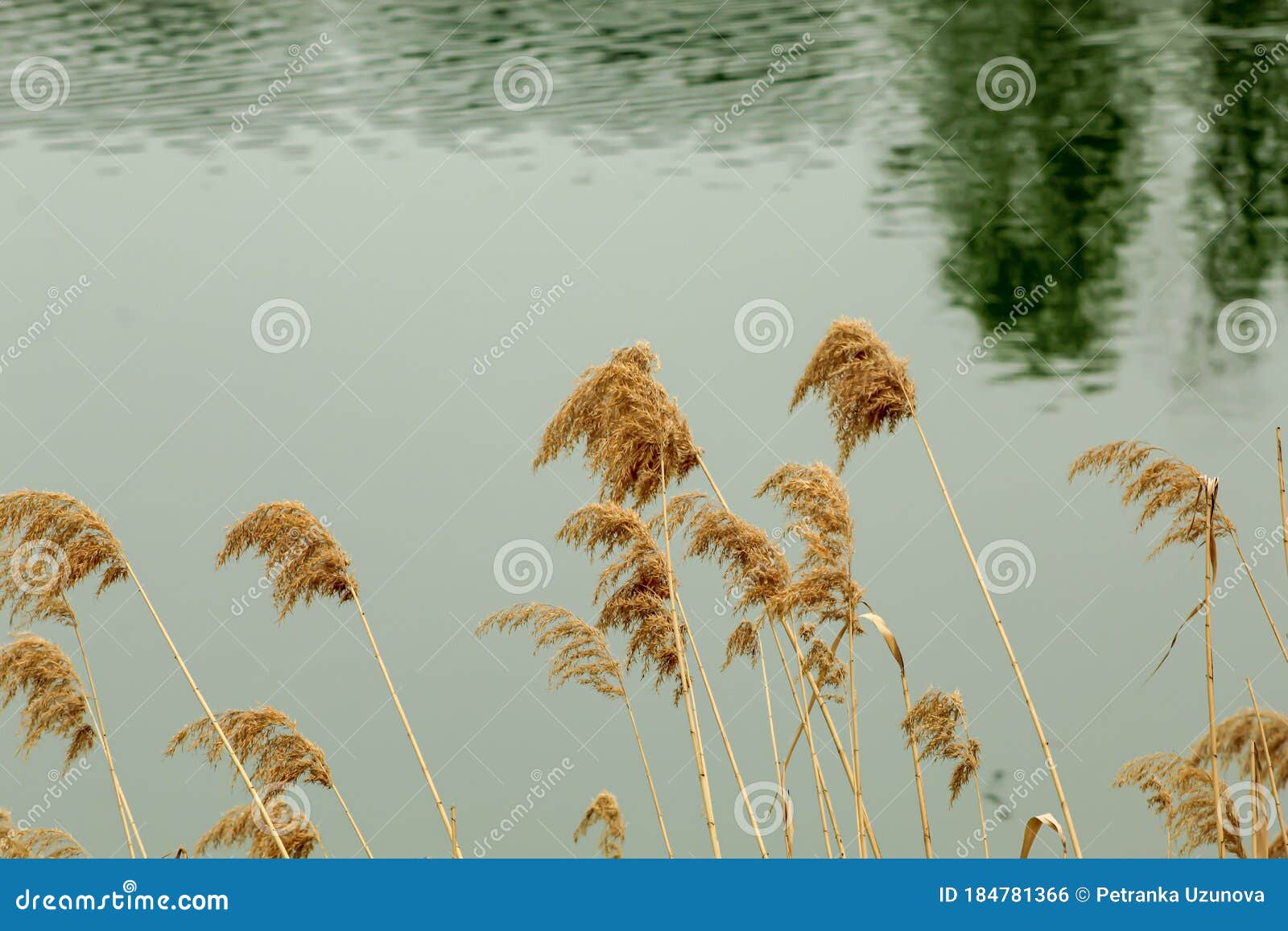 Beautiful Reed Flower Background. May Day Stock Photo - Image of ...
