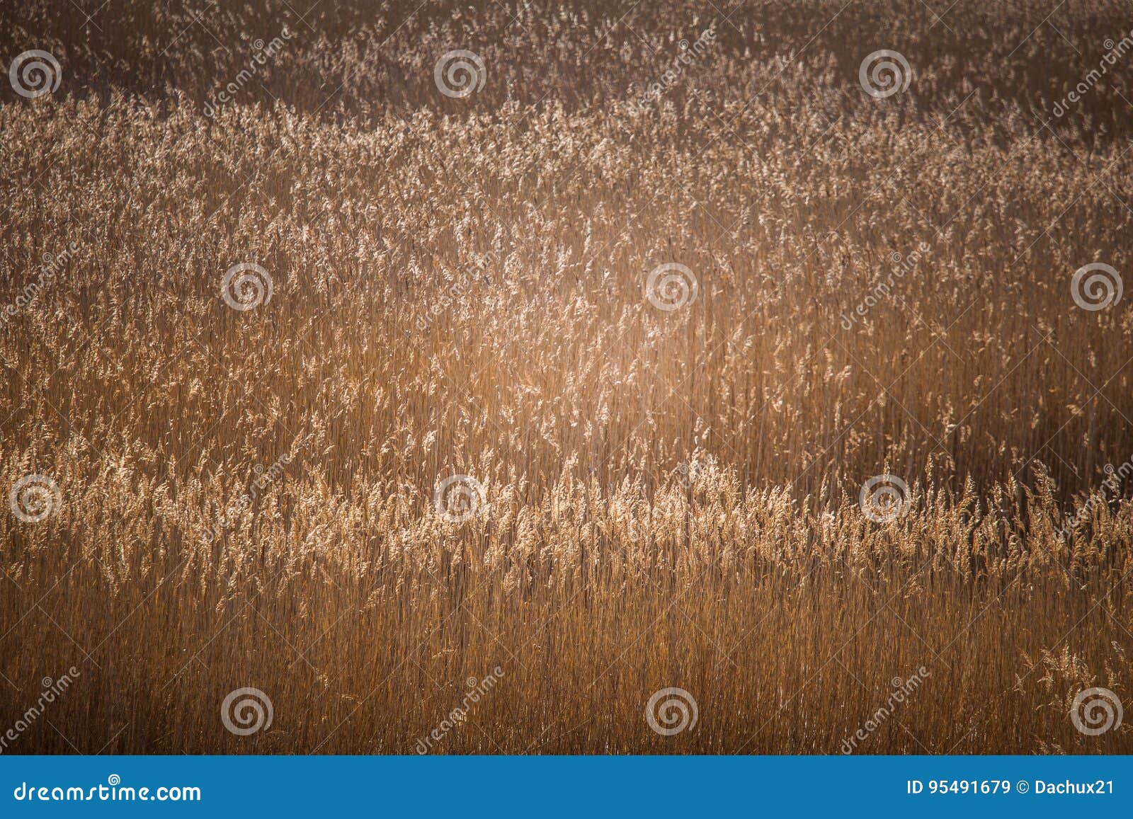 A Beautiful Reed Pattern in a Sunny Spring Day Stock Image - Image of ...