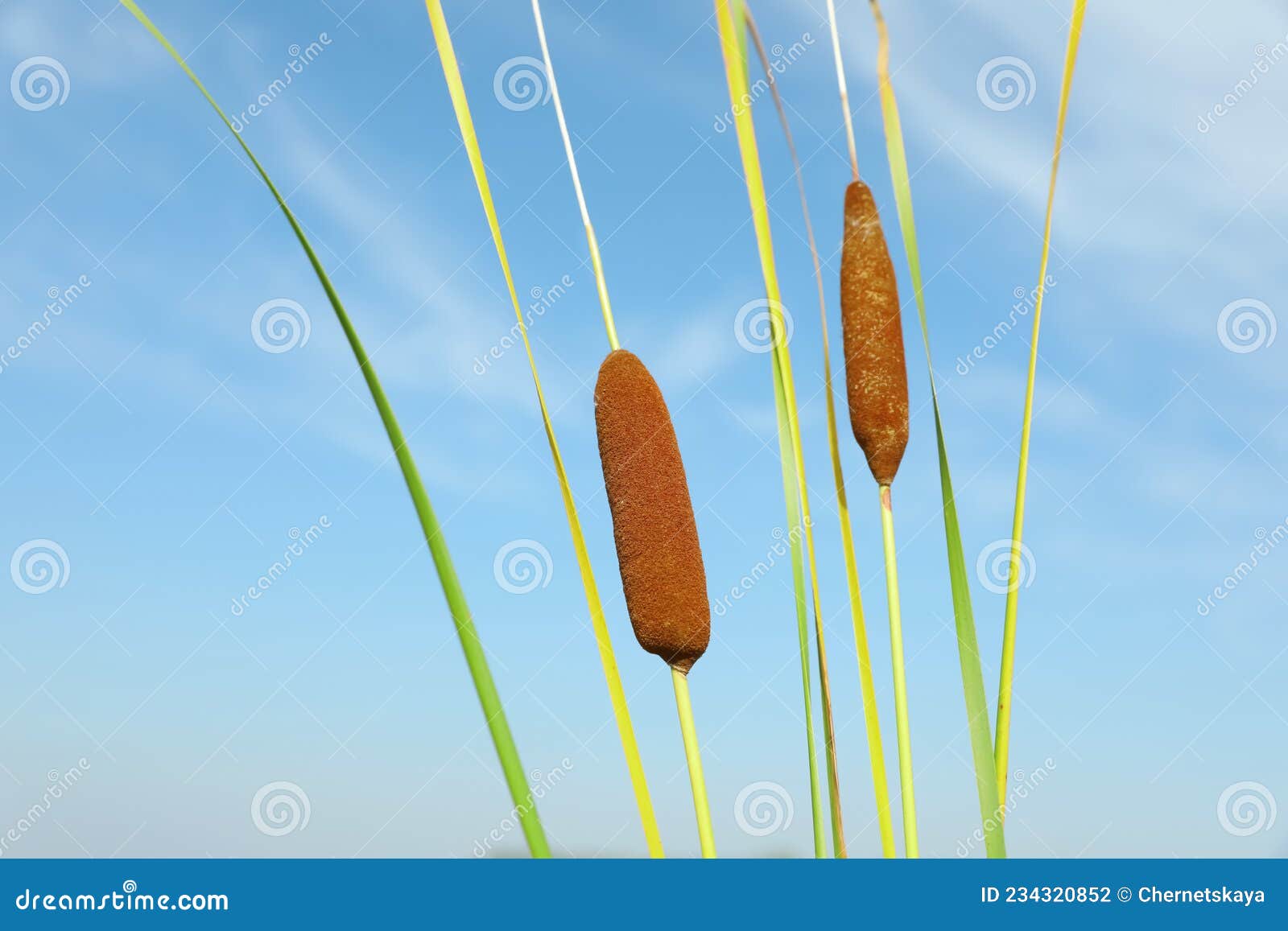 Beautiful Reed Plants Growing Outdoors on Sunny Day Stock Photo - Image ...