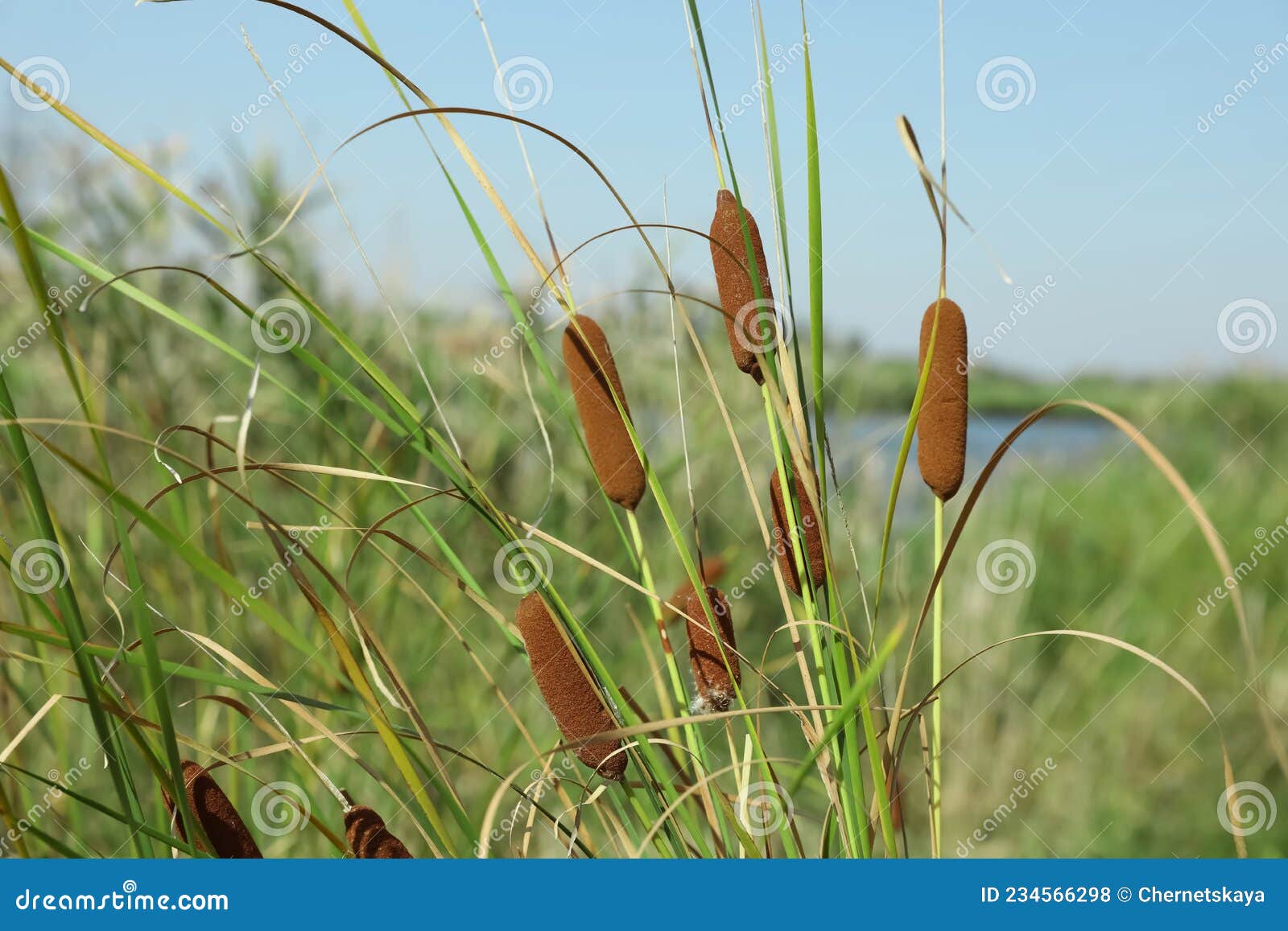 Beautiful Reed Plants Growing Outdoors on Sunny Day Stock Photo - Image ...
