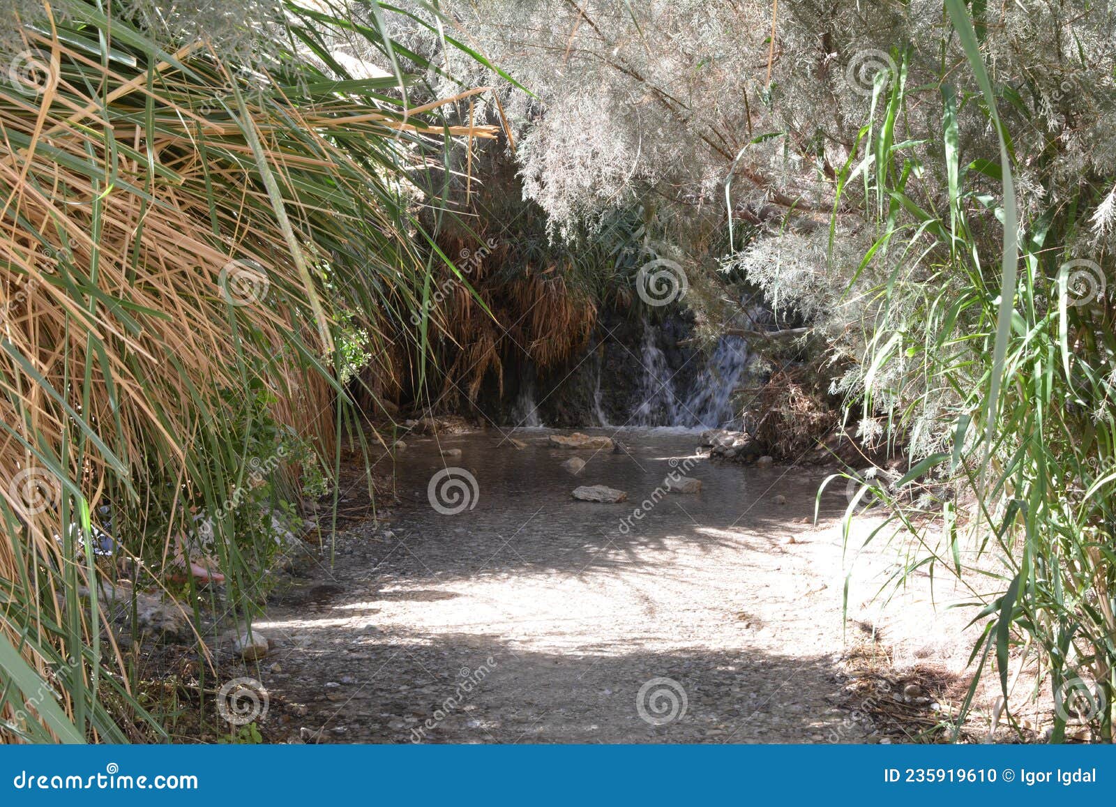 Beautiful Reed Riverbed of the David Creek with a View of the Waterfall ...