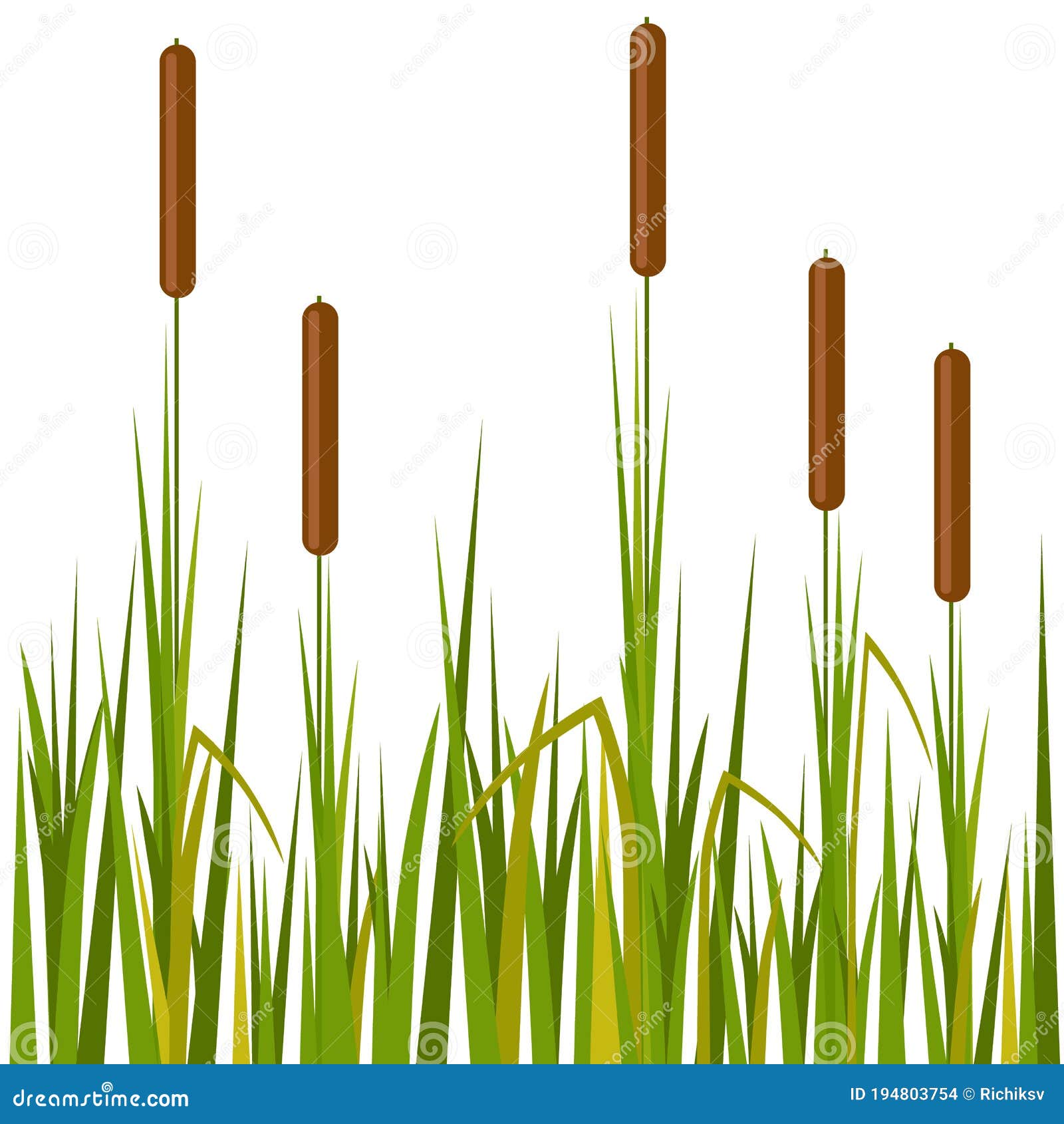 Vector Isolated Beautiful Reed. Stock Vector - Illustration of drawing ...