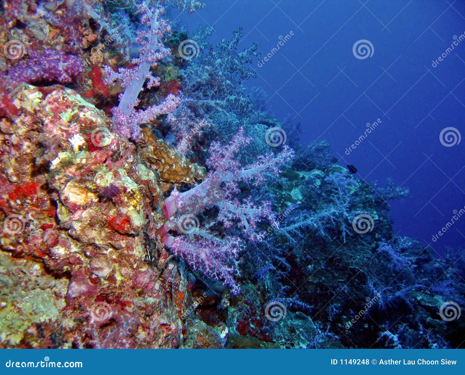 Beautiful Reef stock photo. Image of reef, ocean, tropical - 1149248