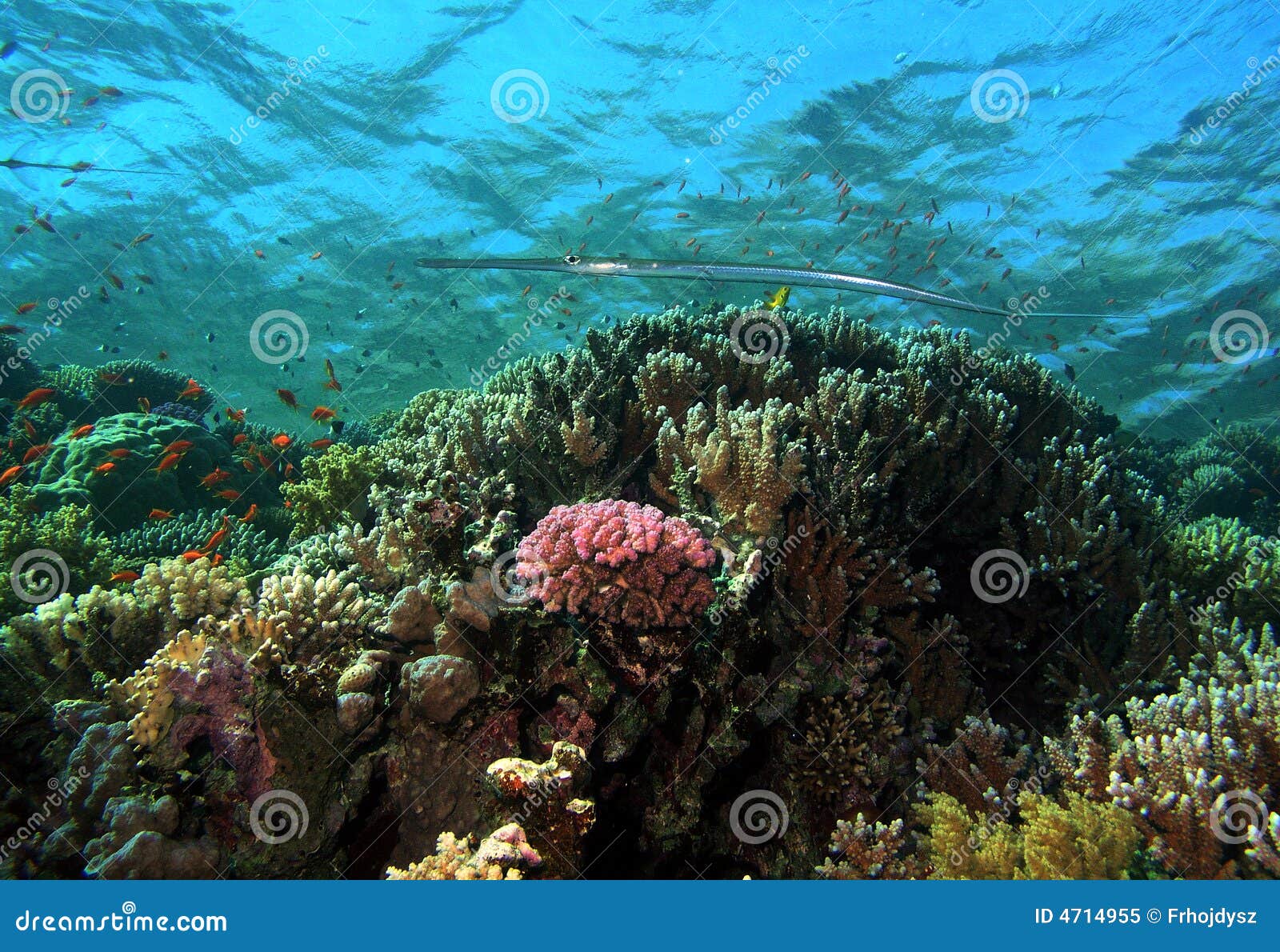 Beautiful reef stock image. Image of aquatic, explore - 4714955