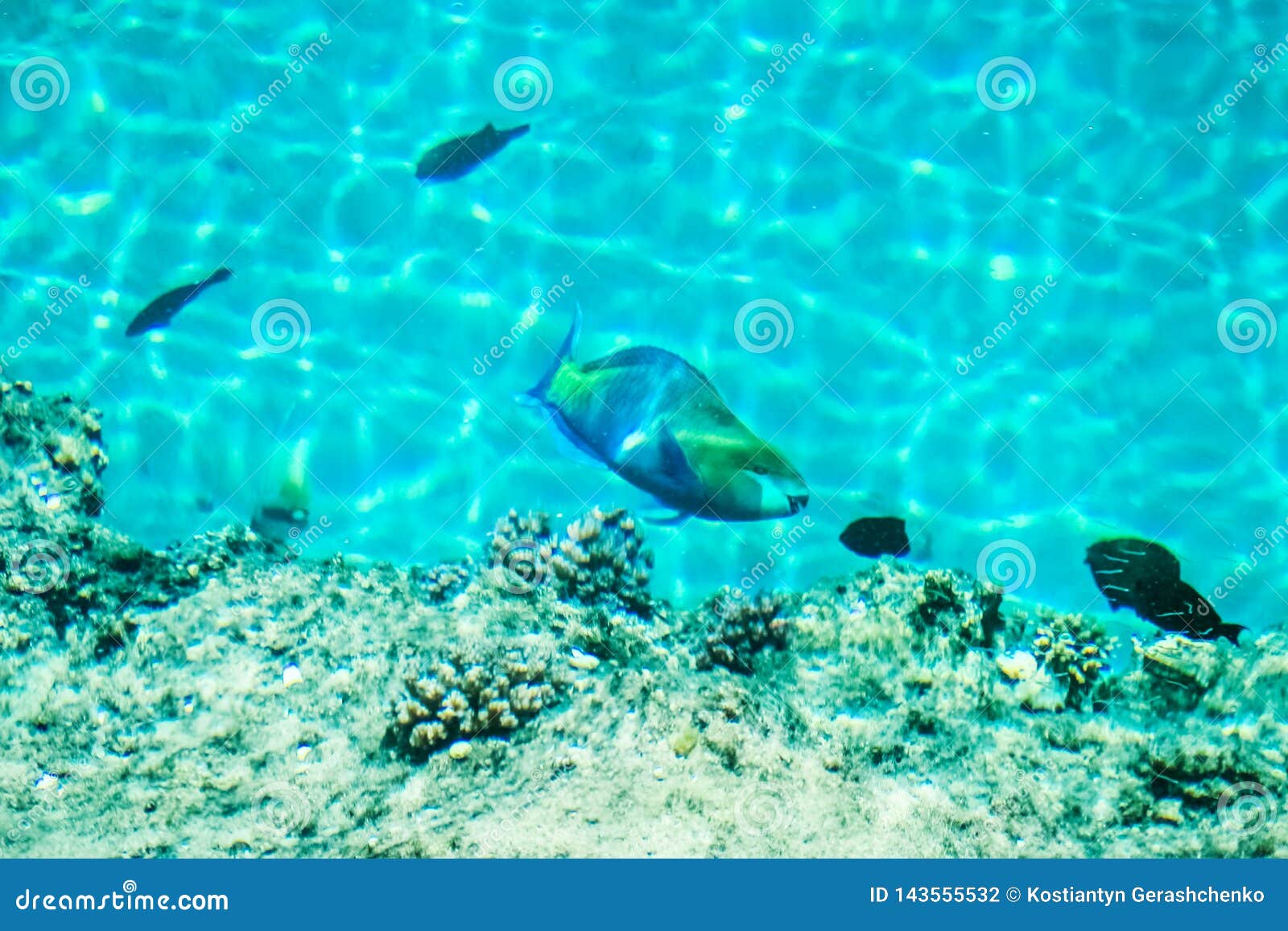 Beautiful Reef Fish on Sea Background Stock Photo - Image of travel ...