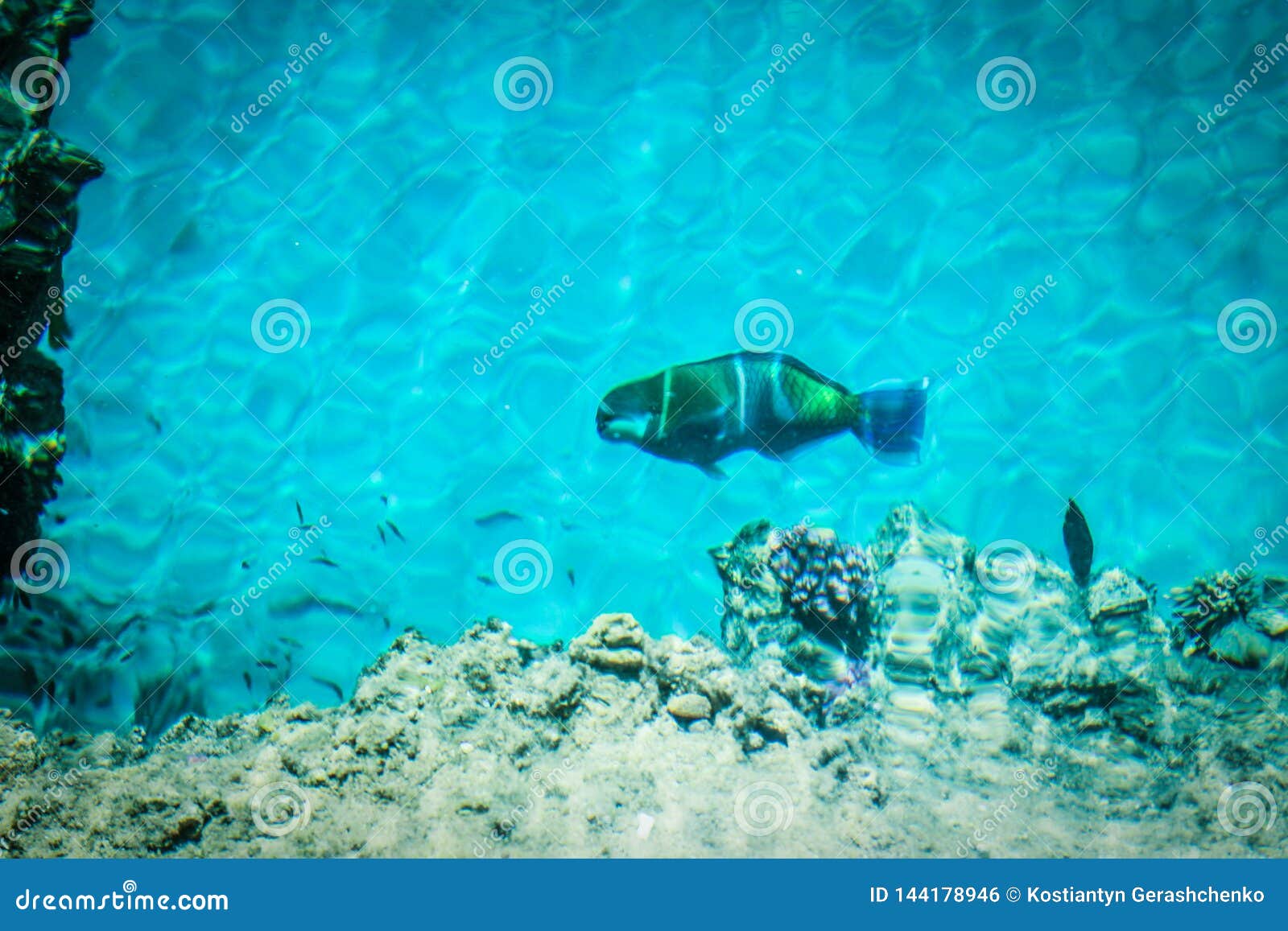 Beautiful Reef Fish on Sea Background Stock Photo - Image of fish, goat ...