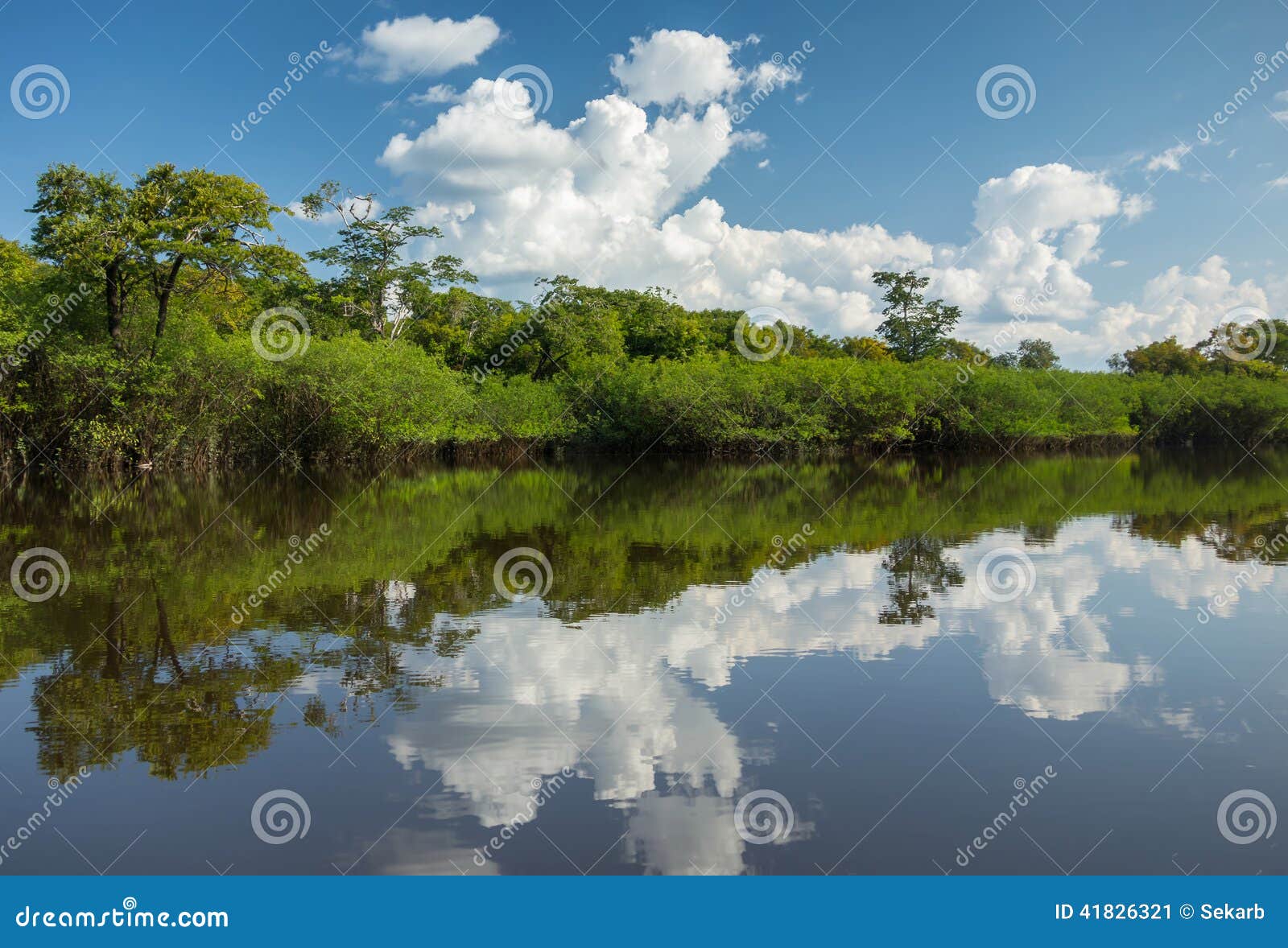 Beautiful Reflection of the Amazon Jungle on Water Stock Image - Image ...