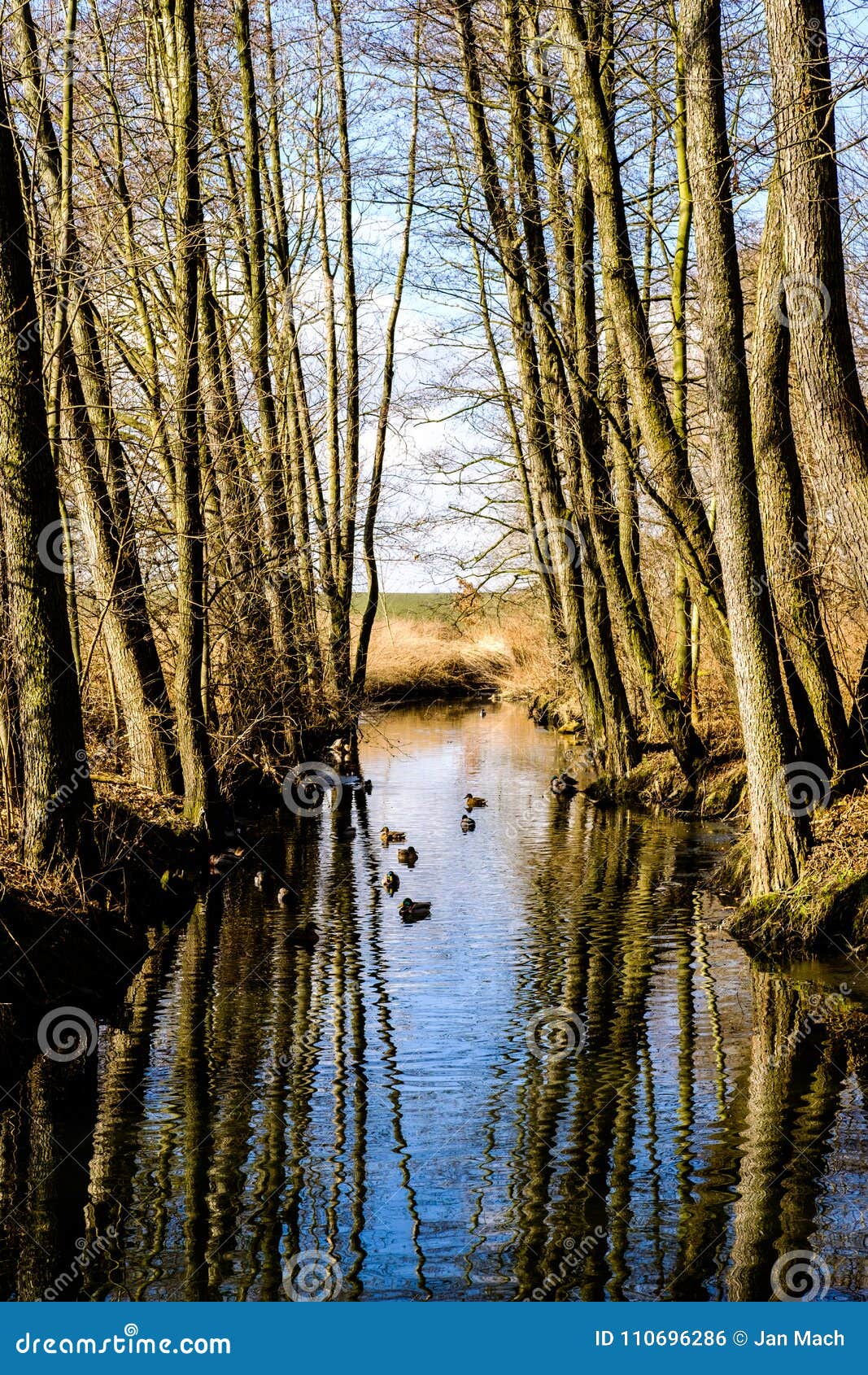 Beautiful Reflection on Brook Beaneath Trees in Forest at the Edge of ...
