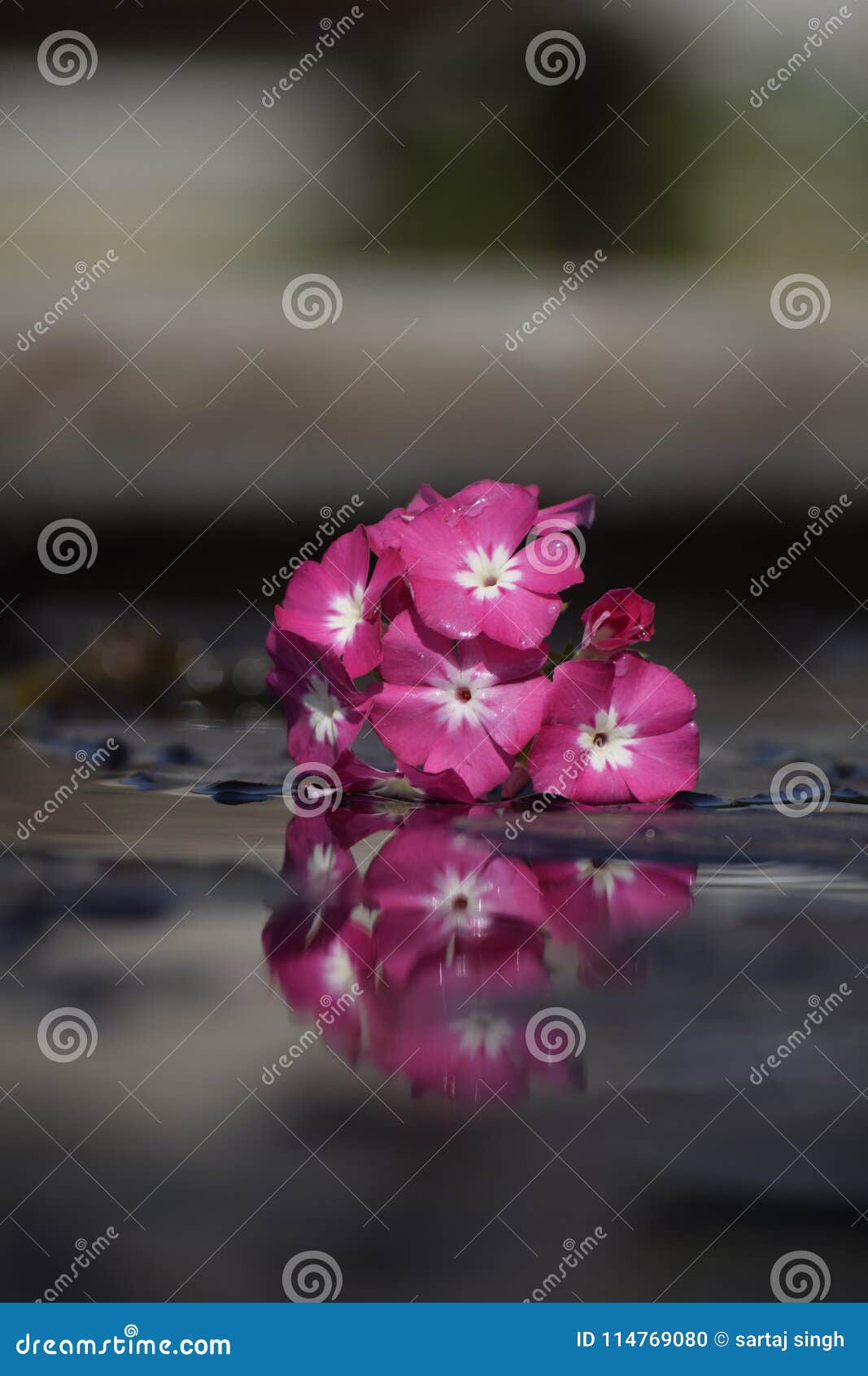 Flowers and reflection stock photo. Image of flowers - 114769080