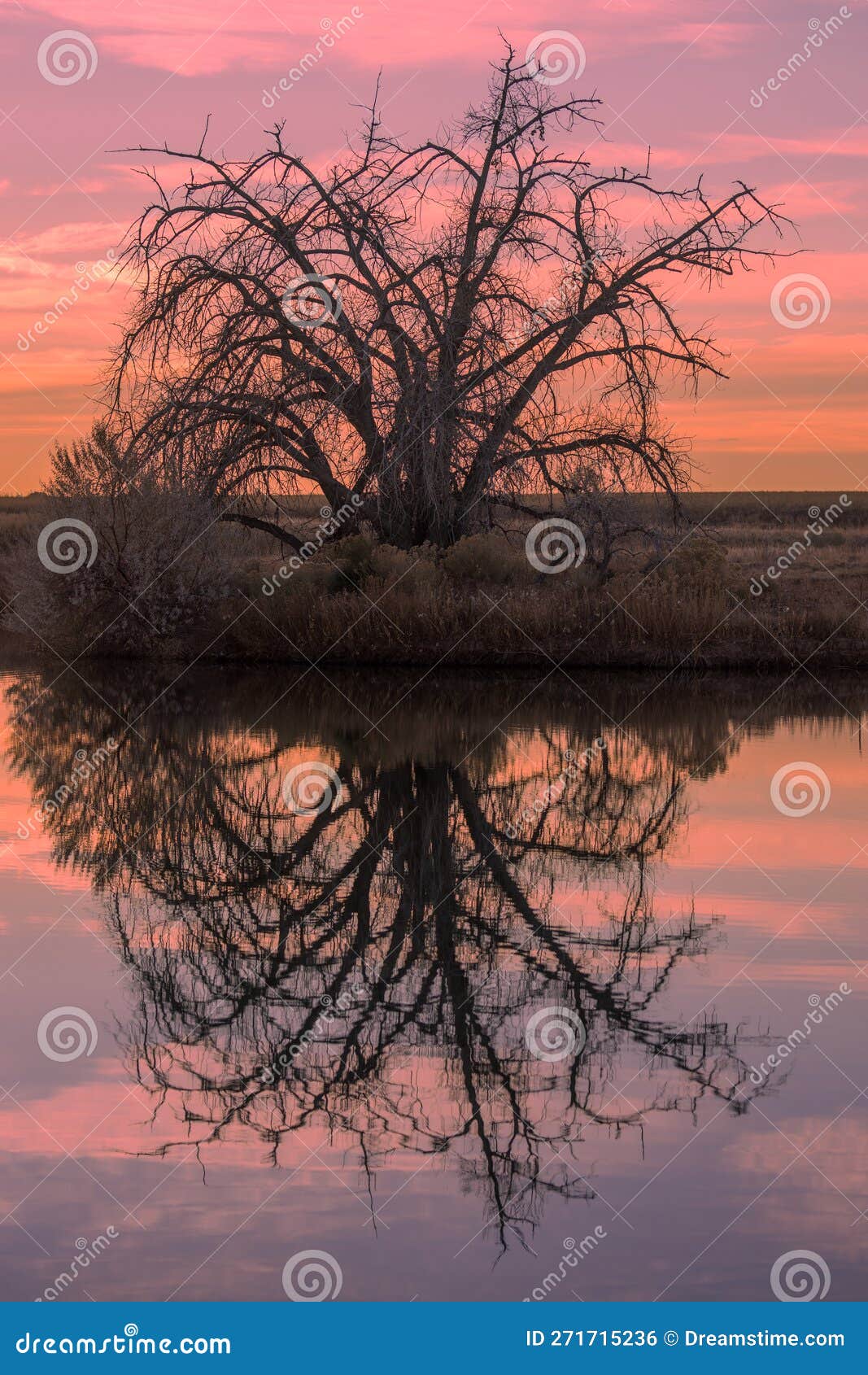 Beautiful Reflection in a Pond at Sunset Stock Photo - Image of nature ...