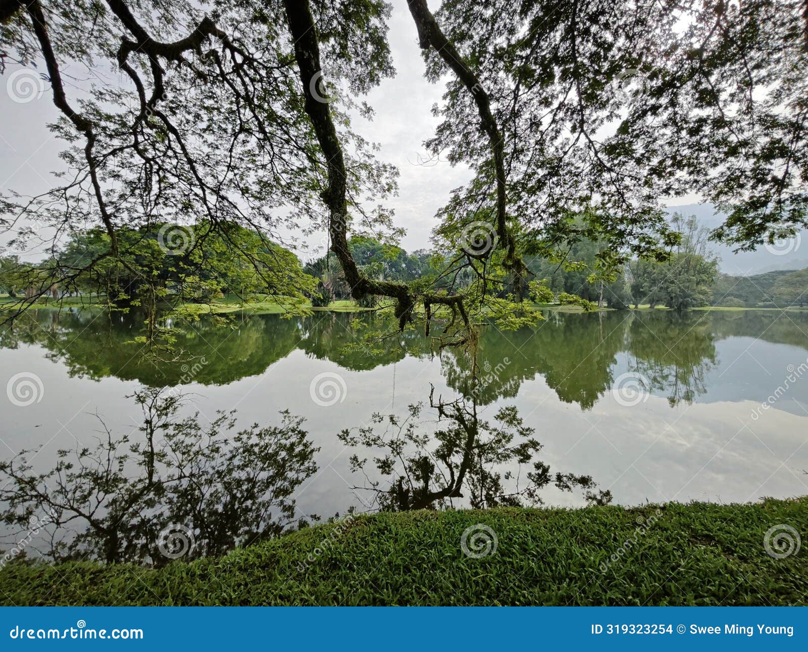 Beautiful Reflection of Rainforest Branches Hanging Out To the Lake ...