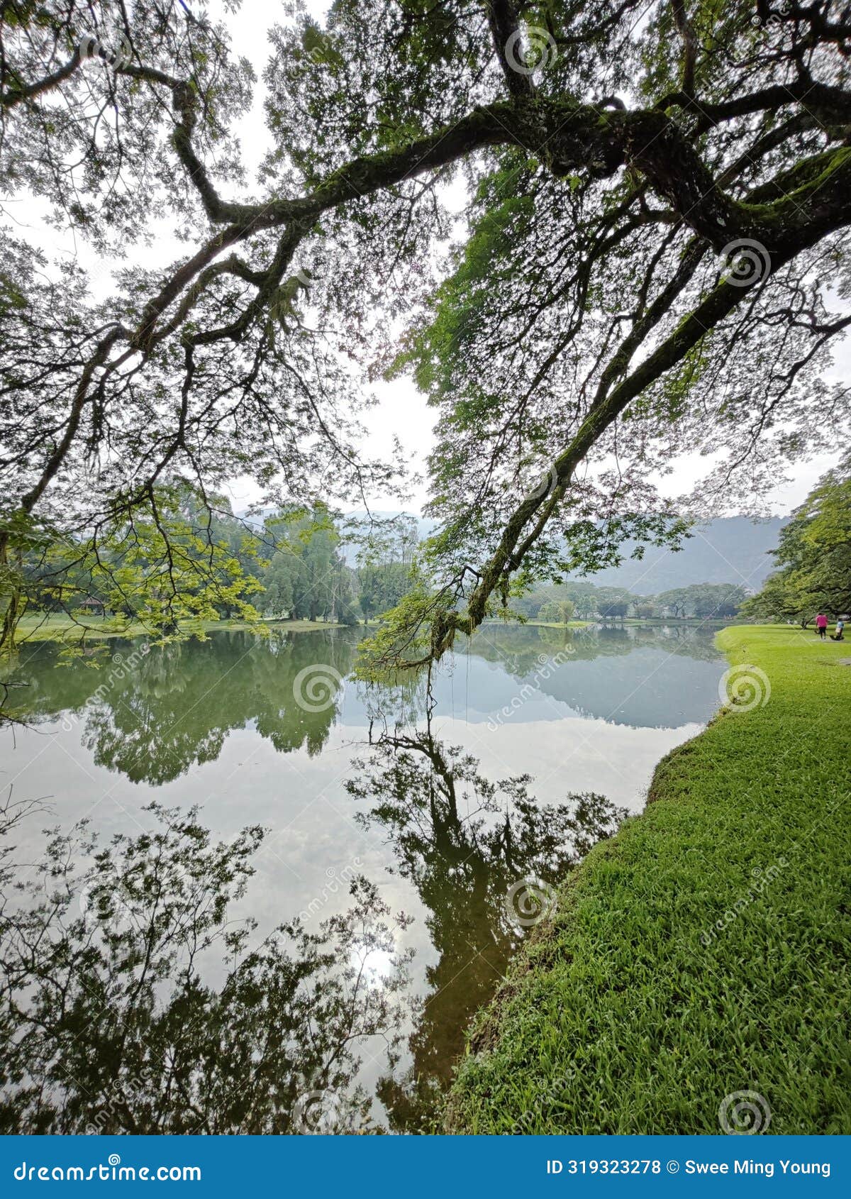 Beautiful Reflection of Rainforest Branches Hanging Out To the Lake ...