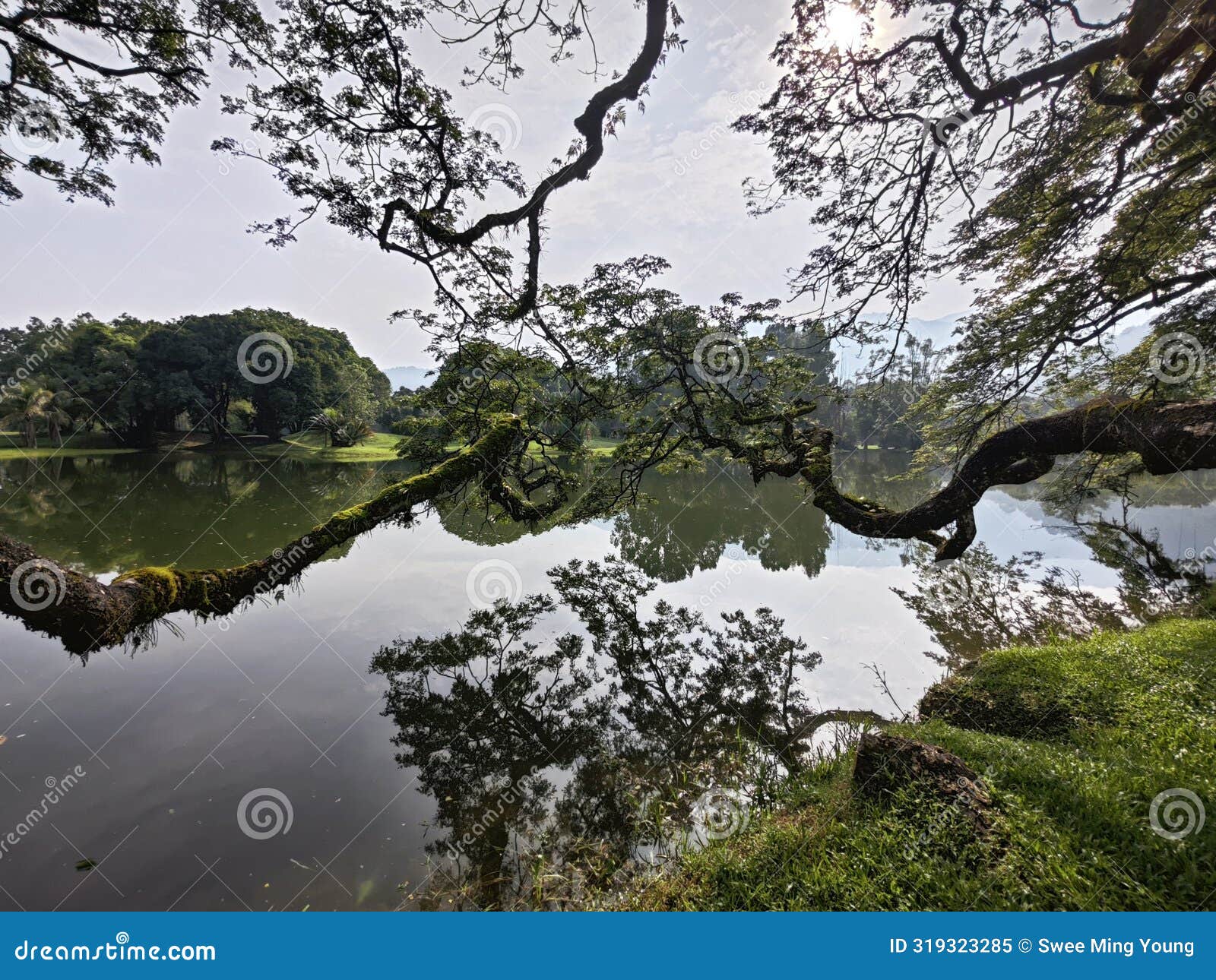 Beautiful Reflection of Rainforest Branches Hanging Out To the Lake ...