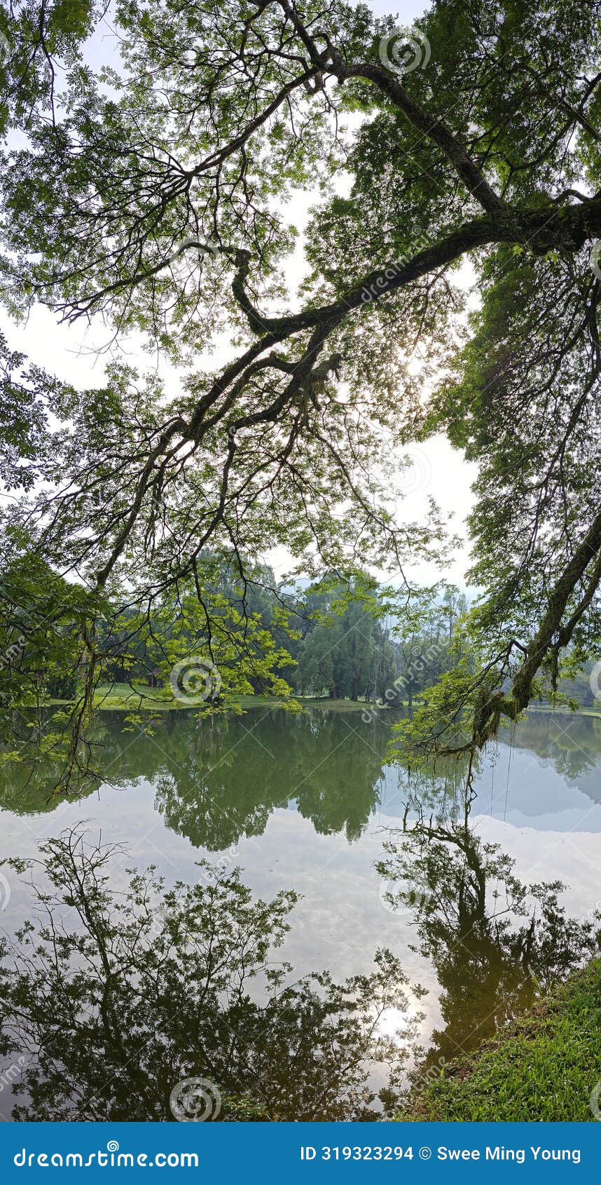 Beautiful Reflection of Rainforest Branches Hanging Out To the Lake ...