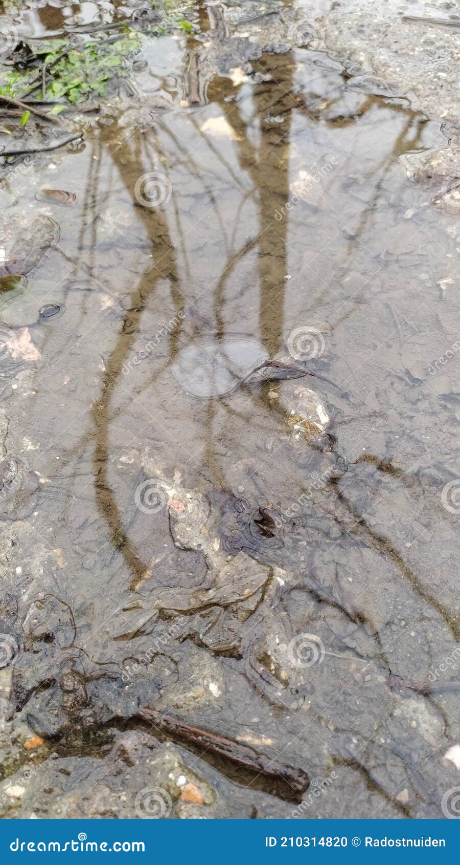 Beautiful Reflection of a Tree in a Puddle Stock Photo - Image of ...