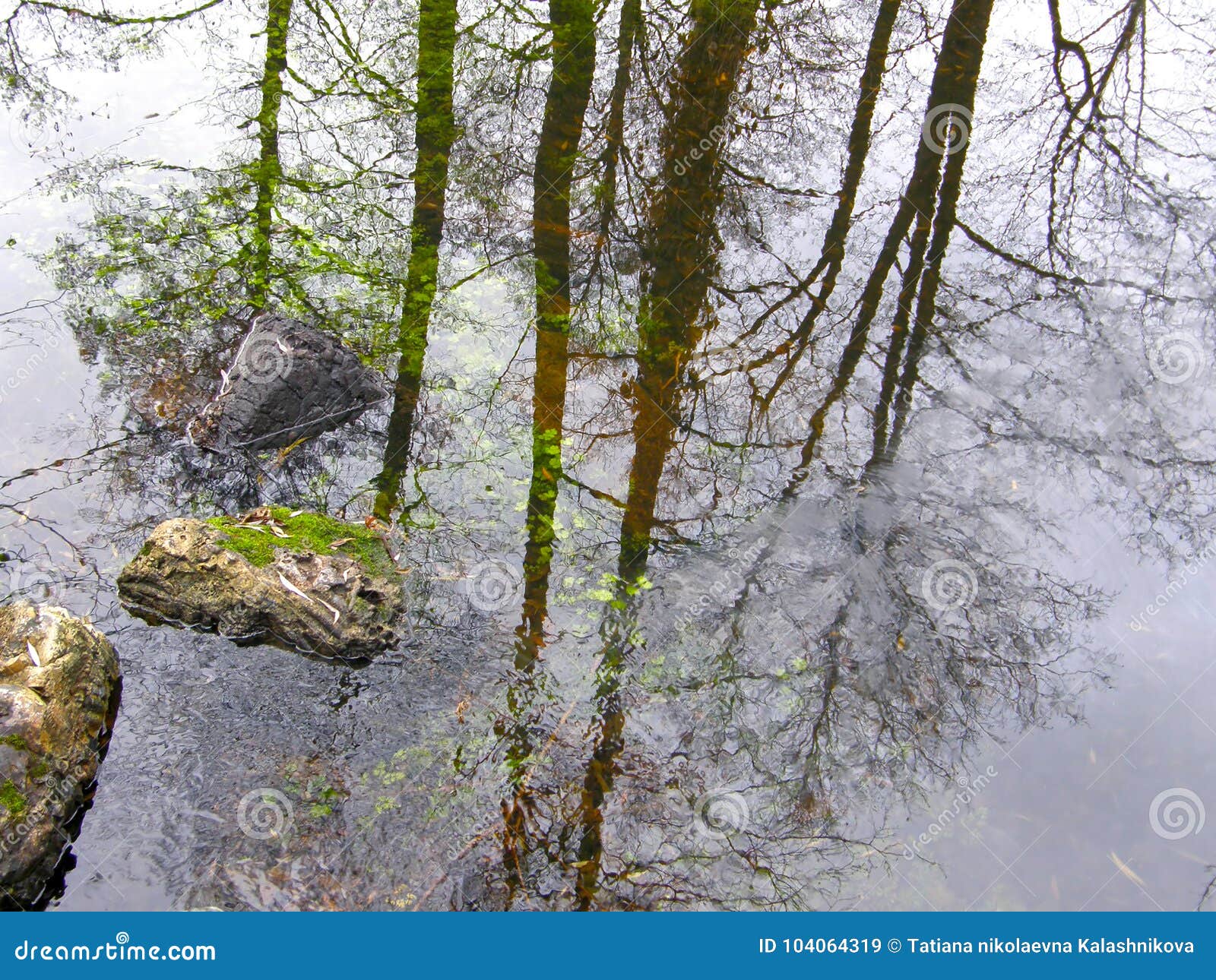 Reflection of Trees in the Water. Stock Image - Image of forest, trees ...