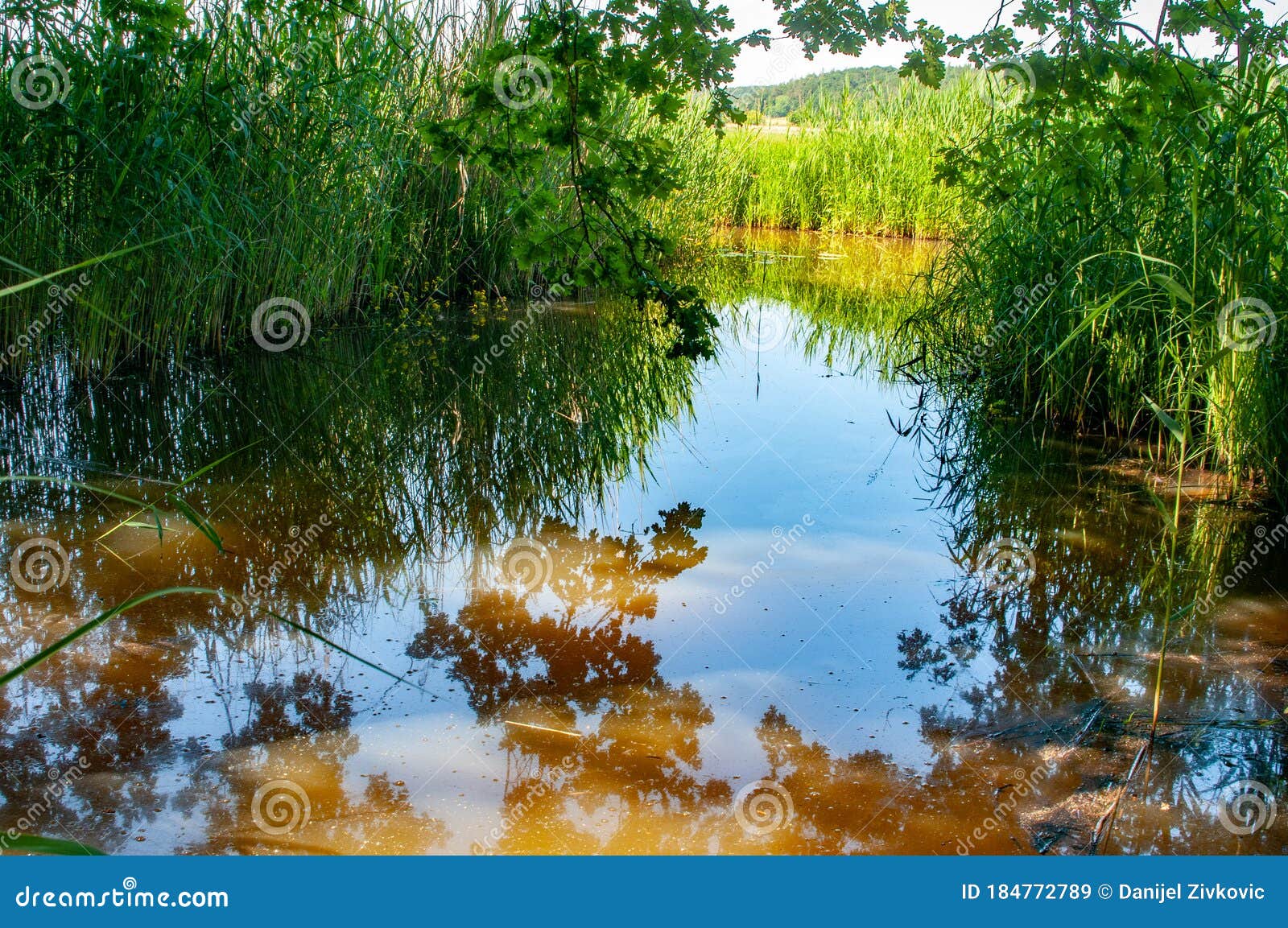 Beautiful Reflection on Water in Nature Stock Image - Image of ...