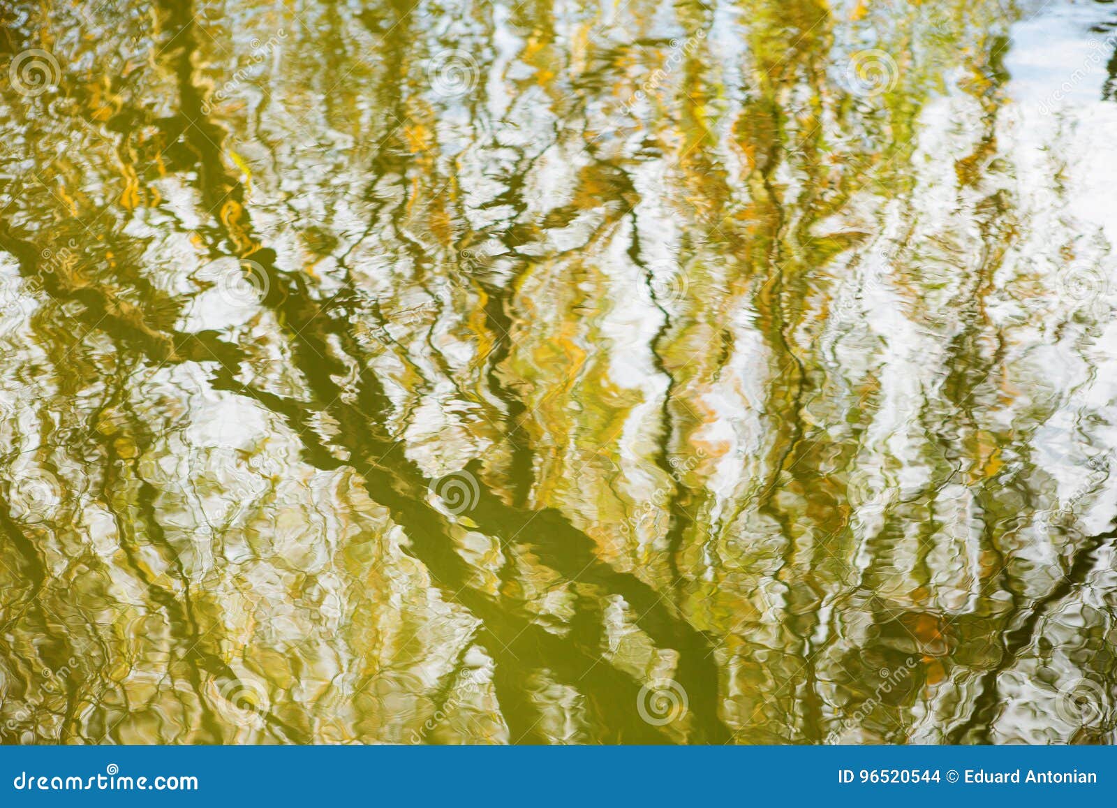 Beautiful Reflection in the Water of Tree Branches Stock Photo - Image ...