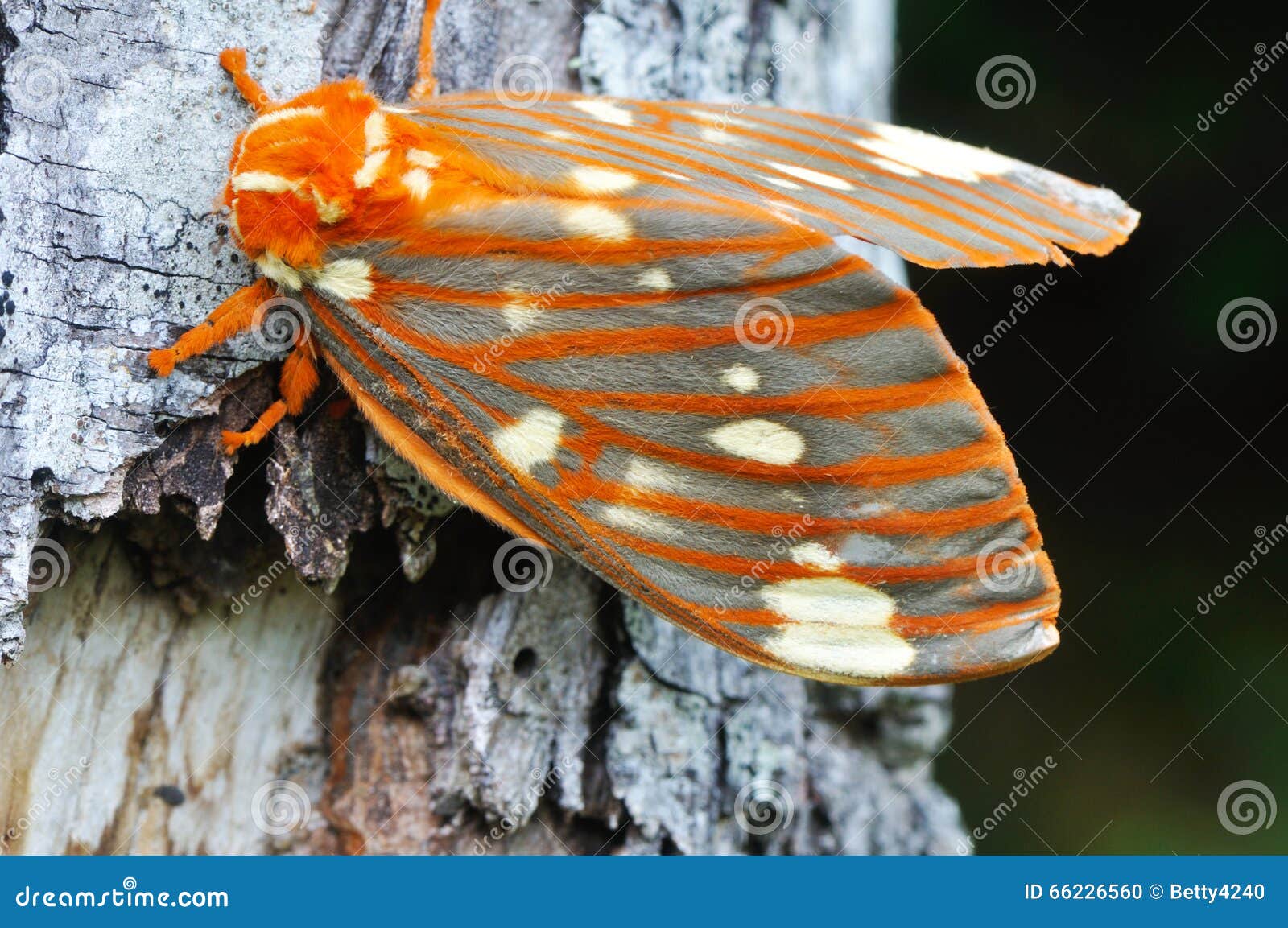 Beautiful Regal Moth with Green Background. Stock Photo - Image of ...