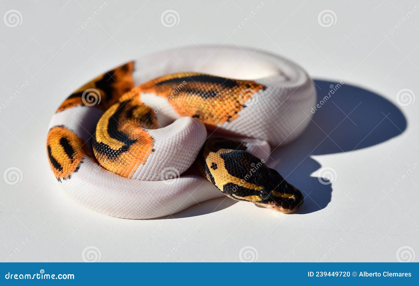 A beautiful regius snake stock photo. Image of regius - 239449720
