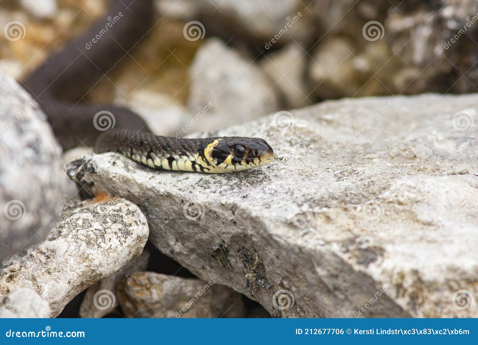 Beautiful Reptile Grass Snake, Natrix Natrix Stock Photo - Image of ...