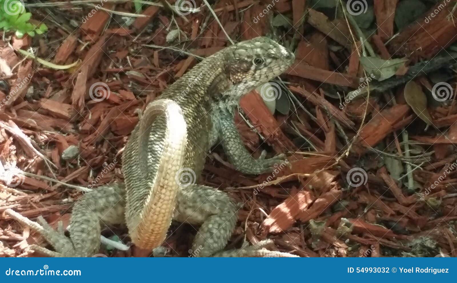 Beautiful reptile stock photo. Image of reptil, lovely - 54993032