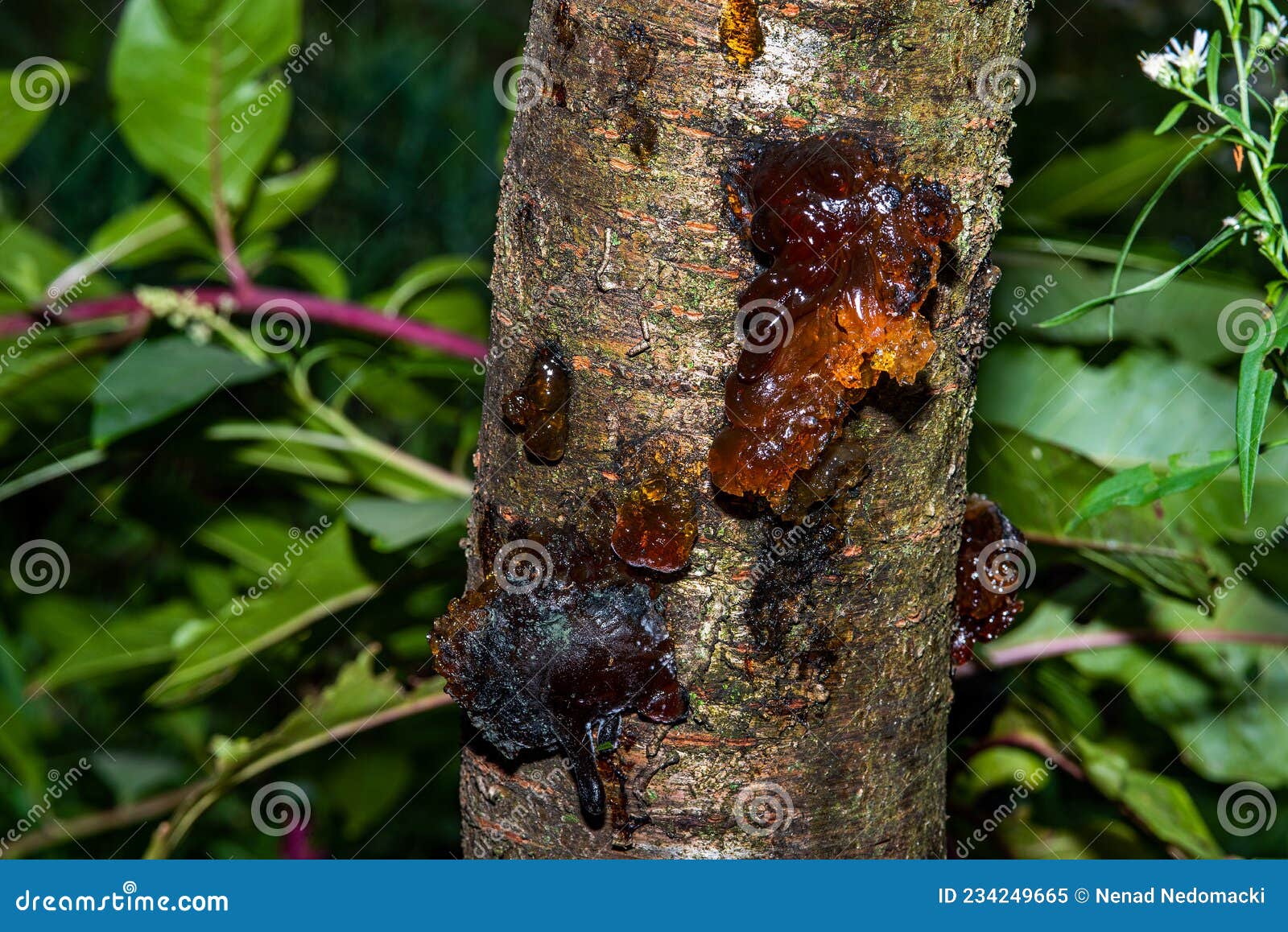 Beautiful Resin on the Tree Stock Image - Image of coniferous, forest ...
