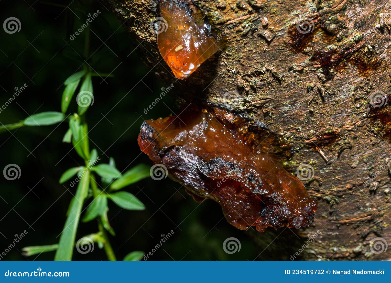 Beautiful Resin on the Tree Stock Photo - Image of driveway, bark ...