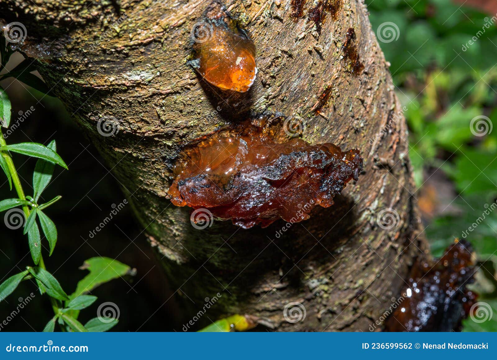 Beautiful Resin on the Tree Stock Photo - Image of background, bandage ...