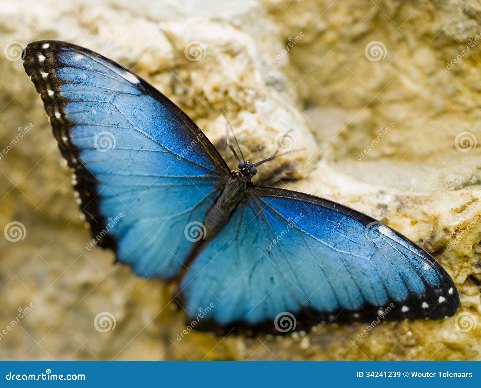 Beautiful Resting Blue Morpho Stock Image - Image of light, open: 34241239