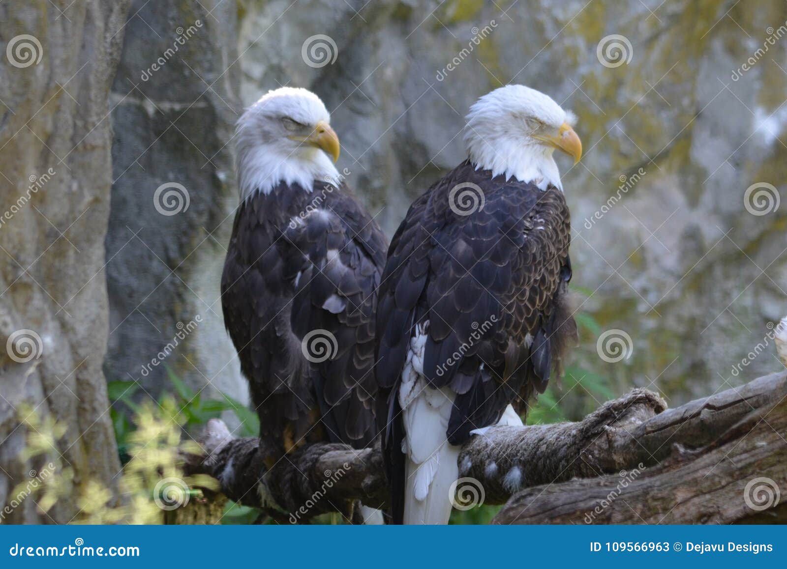 Beautiful Resting Pair of Bald Eagles on a Perch Stock Image - Image of ...