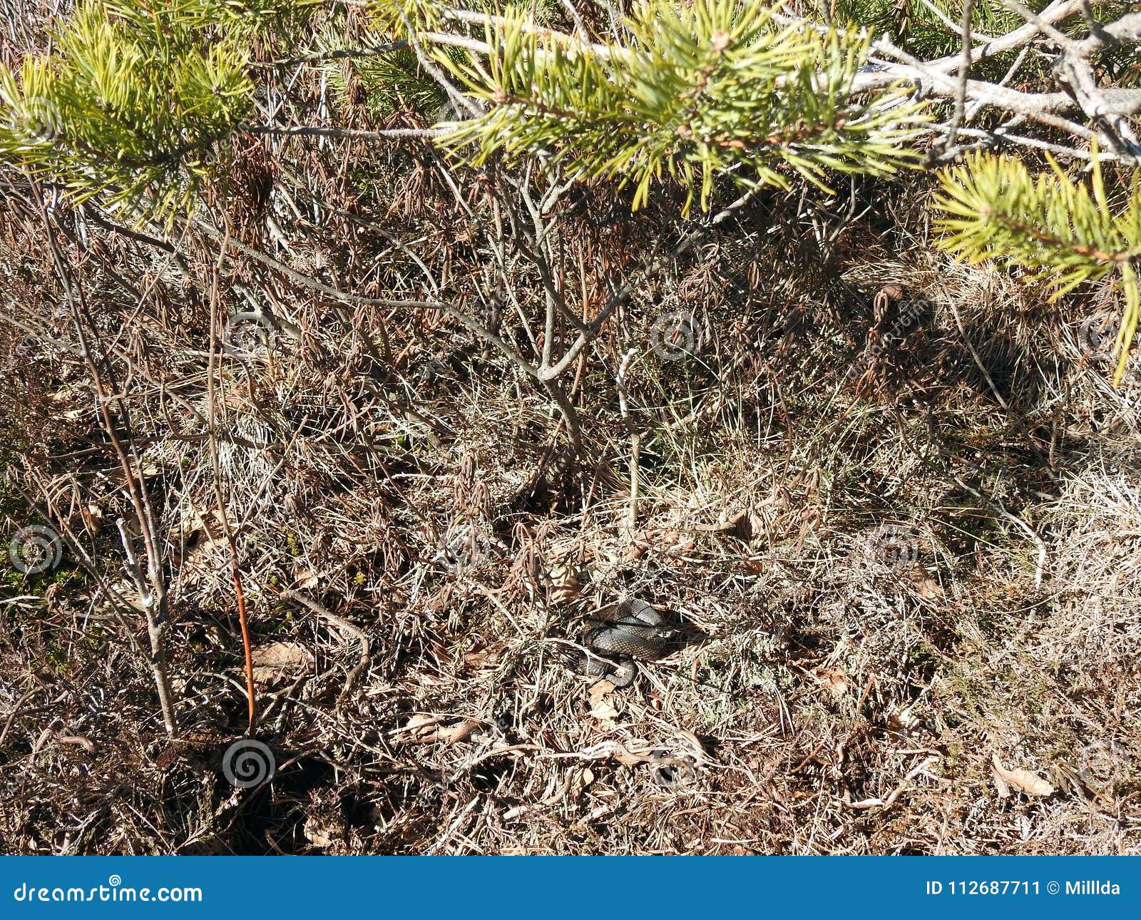 Resting Snake in Spring Marsh, Lithuania Stock Image - Image of animal ...