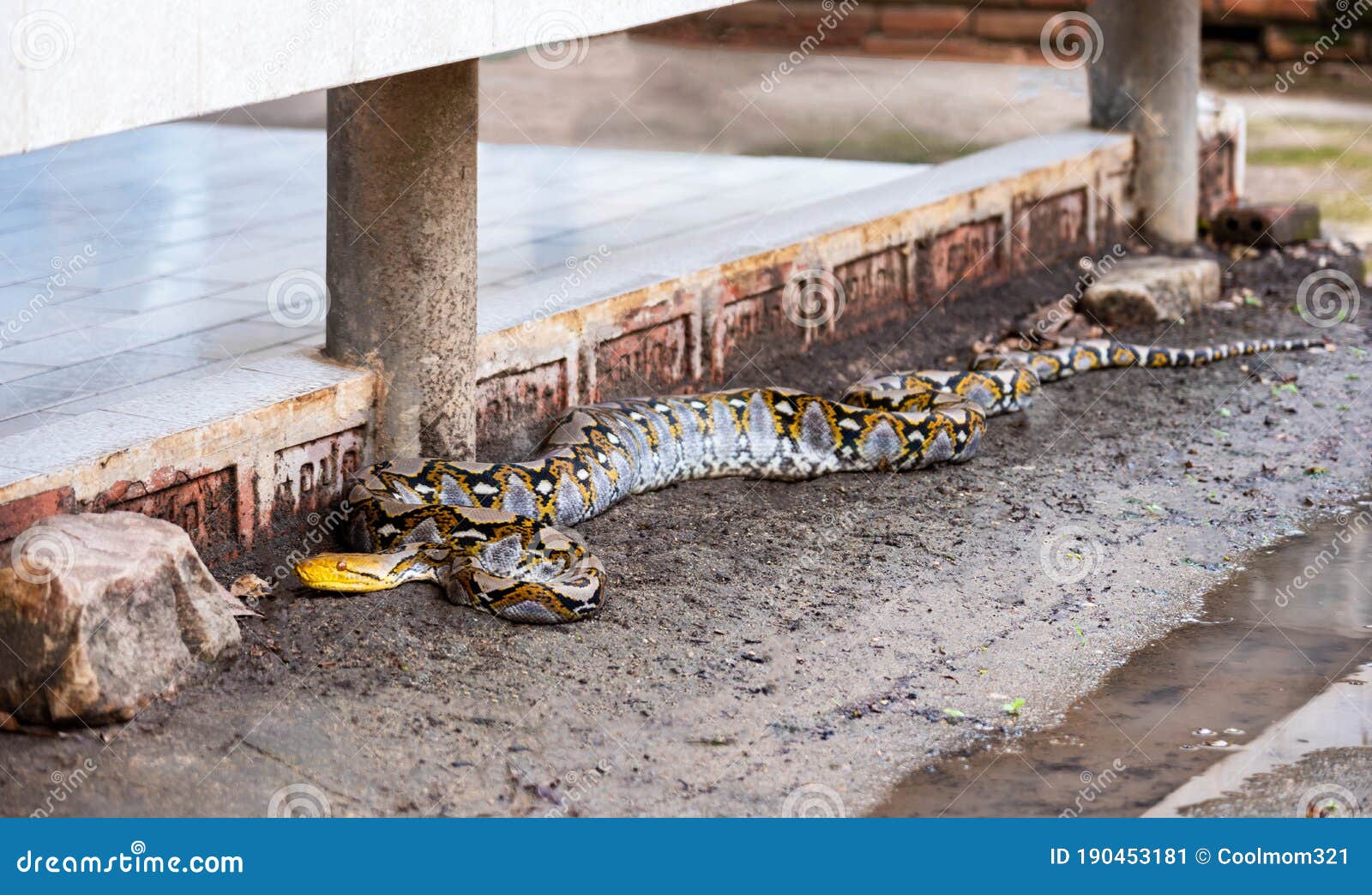 Reticulated Python Sneaks into House Stock Image - Image of ambush ...