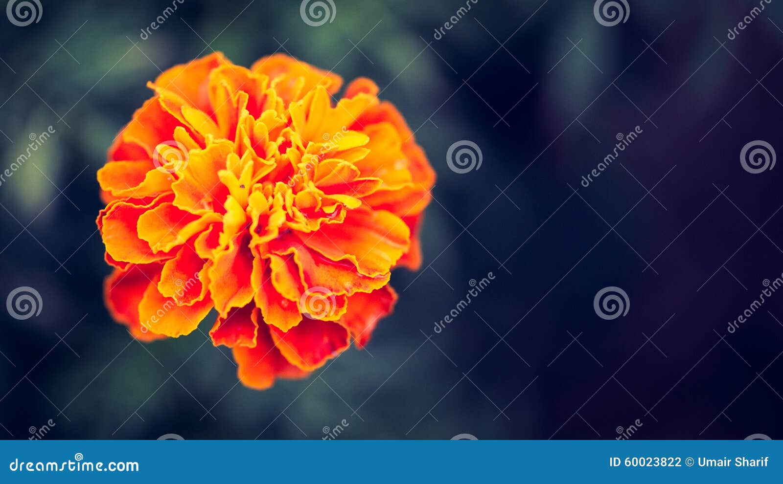 Beautiful Retro Colored Flower Stock Photo - Image of flower, botanical ...