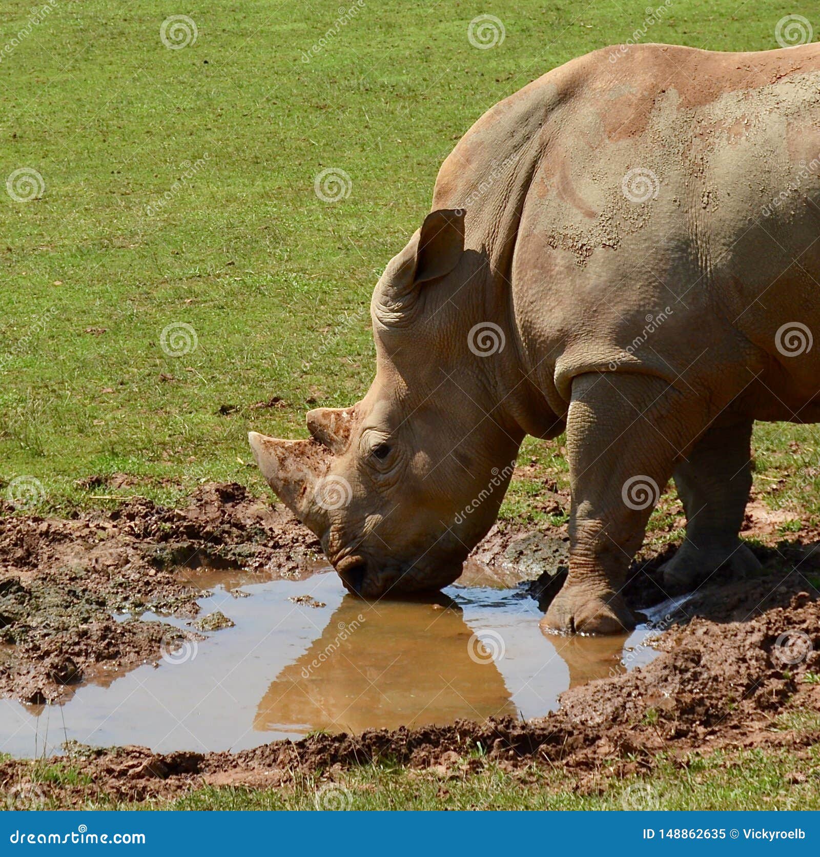 Beautiful Rhino Drinking Water Stock Image - Image of drink, closeup ...