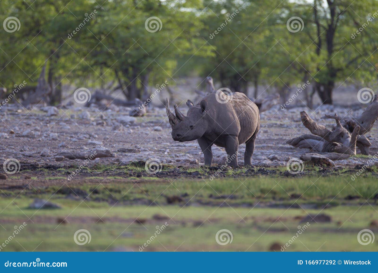 Beautiful Rhinoceros Standing Alone in the Middle of the Jungle Stock ...