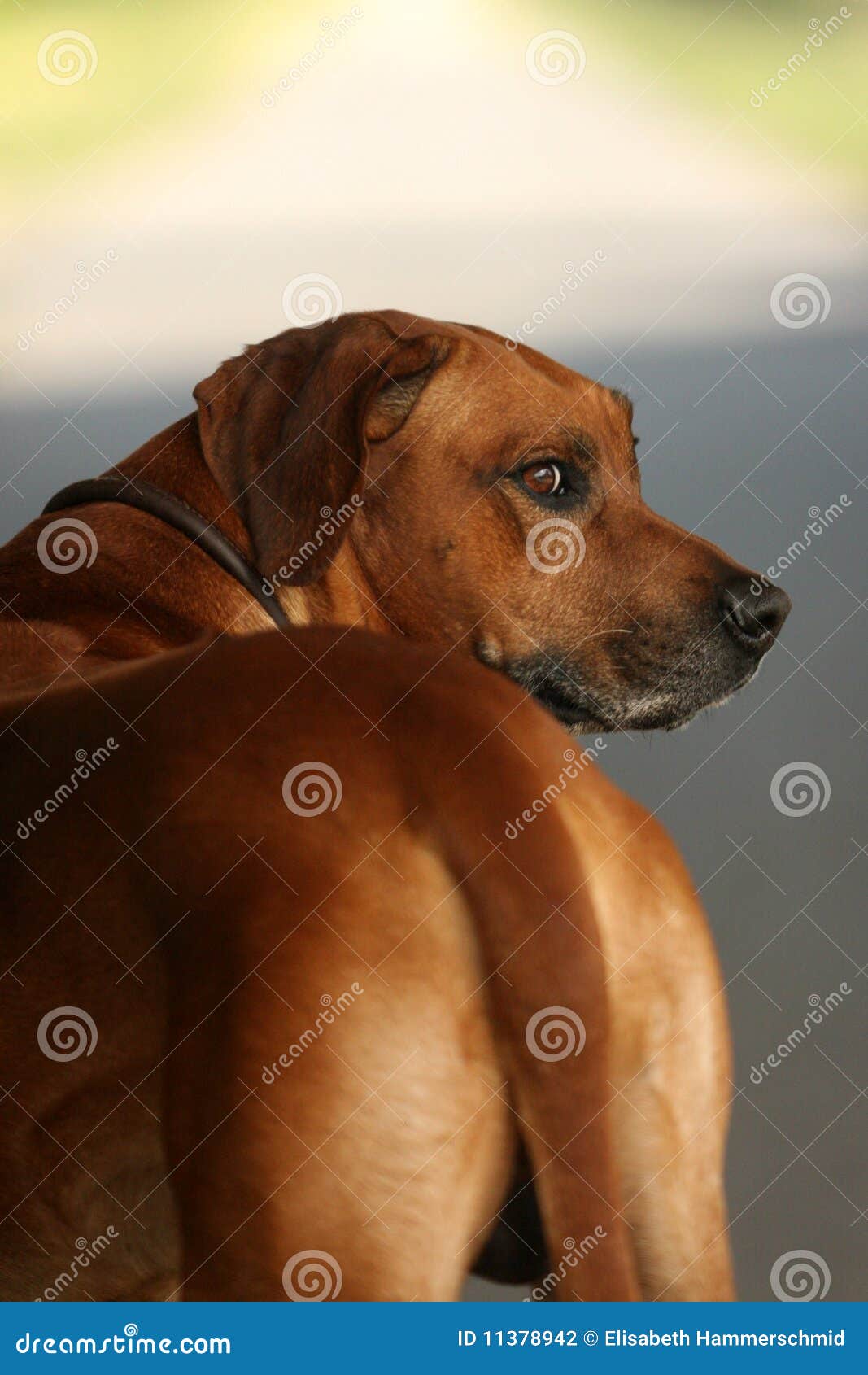 Beautiful Rhodesian Ridgeback Stock Photo - Image of expression, canine ...