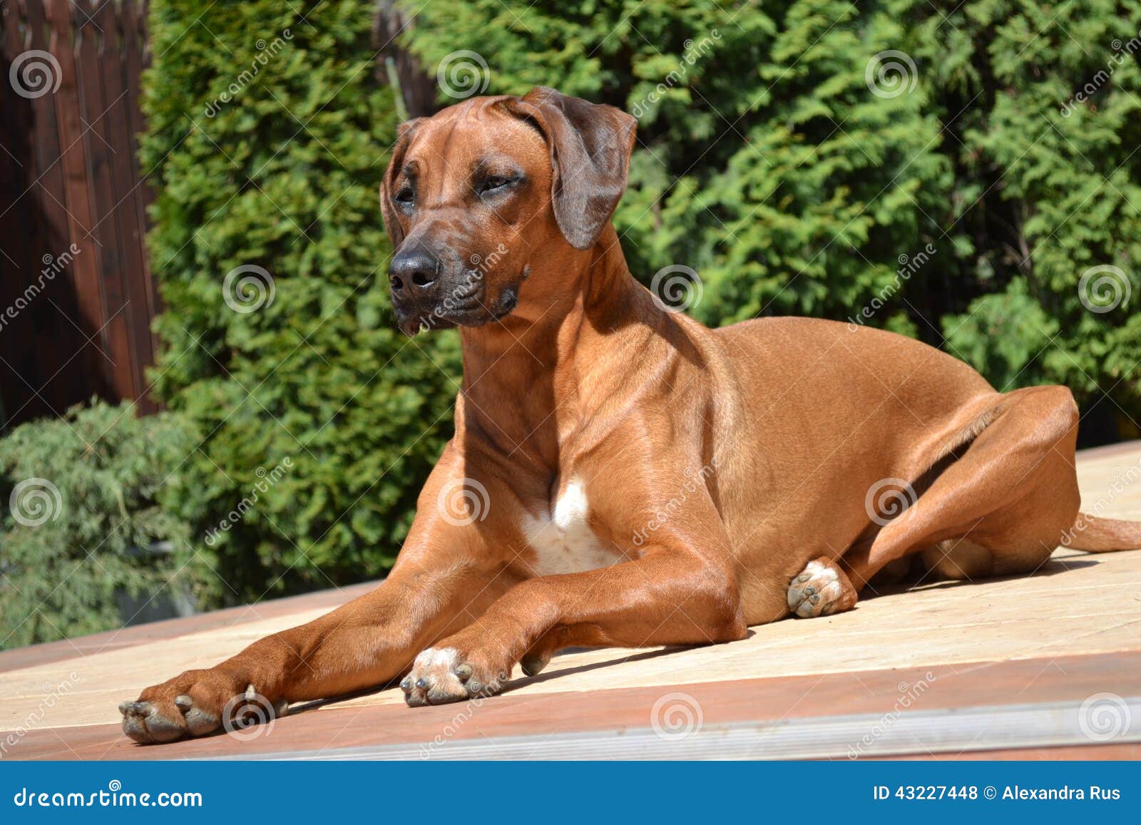 Smart Attentive Dog Rhodesian Ridgeback Stock Photo - Image of guard ...