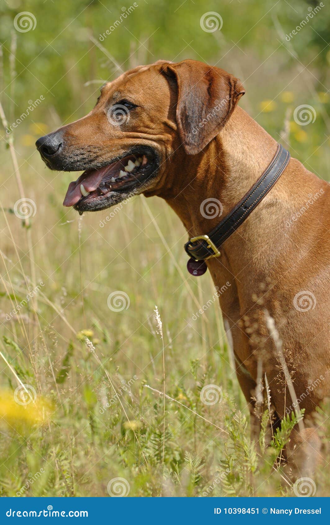 Beautiful Rhodesian Ridgeback Dog Stock Image - Image of beautiful ...