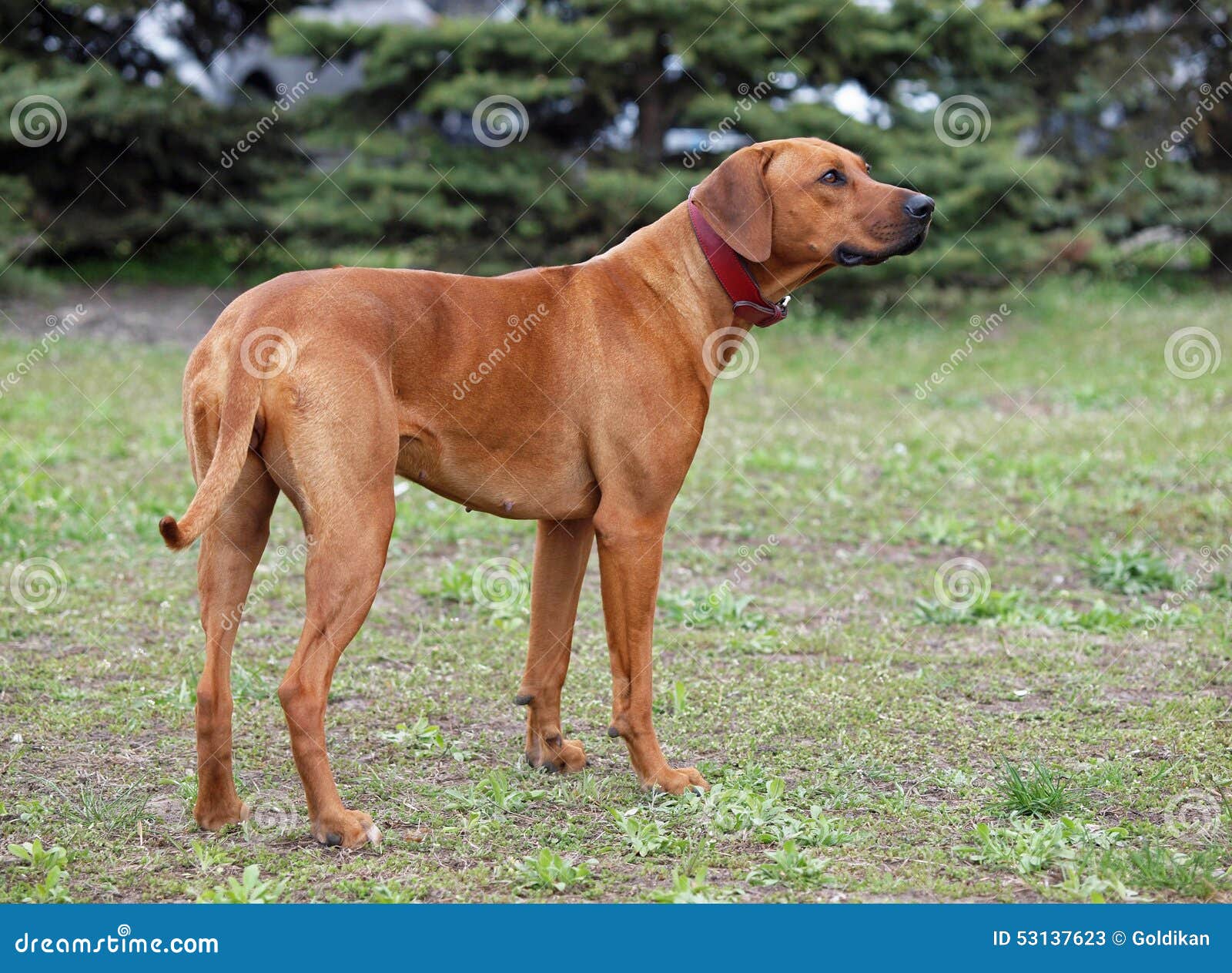 Beautiful Rhodesian Ridgeback Dog Stock Image - Image of face ...