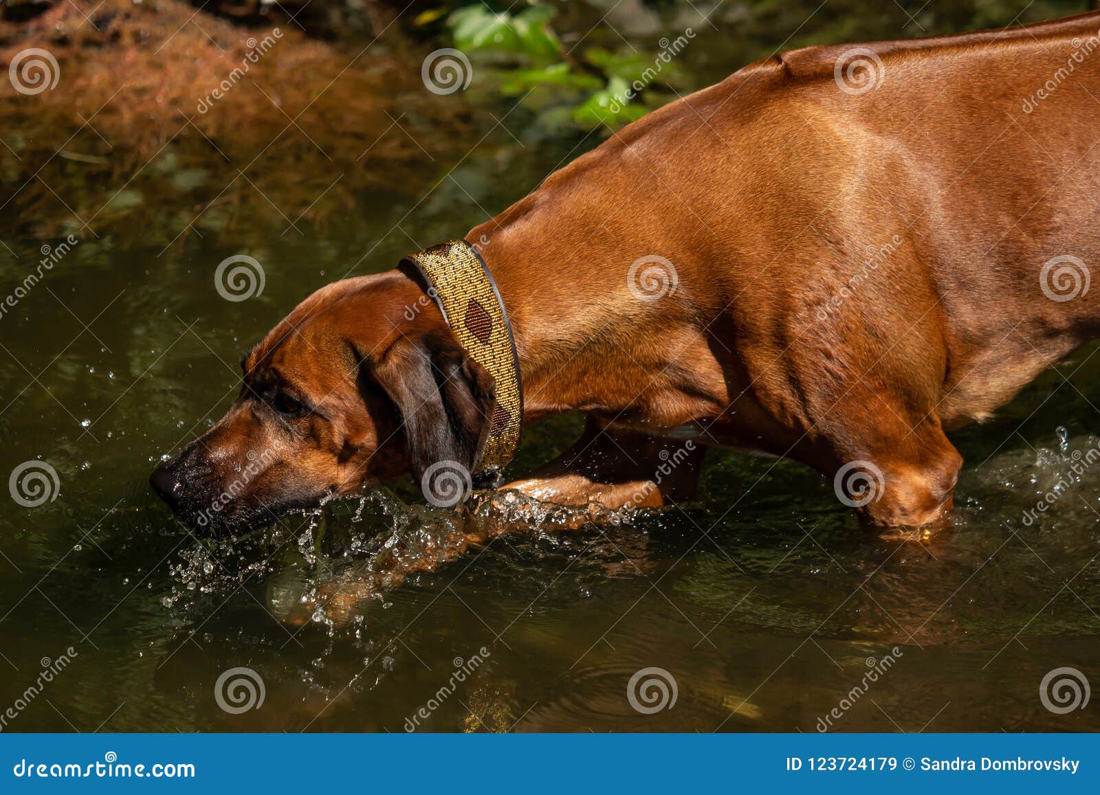 A Beautiful Rhodesian Ridgeback Out in the Water Stock Image - Image of ...