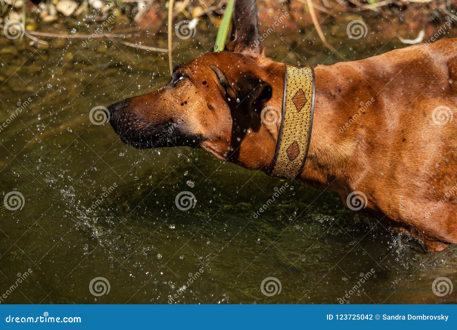 A Beautiful Rhodesian Ridgeback Out in the Water Stock Photo - Image of ...