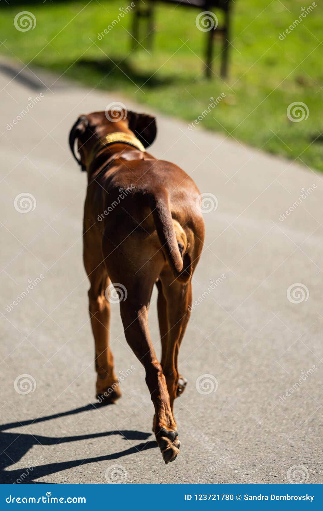 A Beautiful Rhodesian Ridgeback Photographed from Behind Stock Photo ...