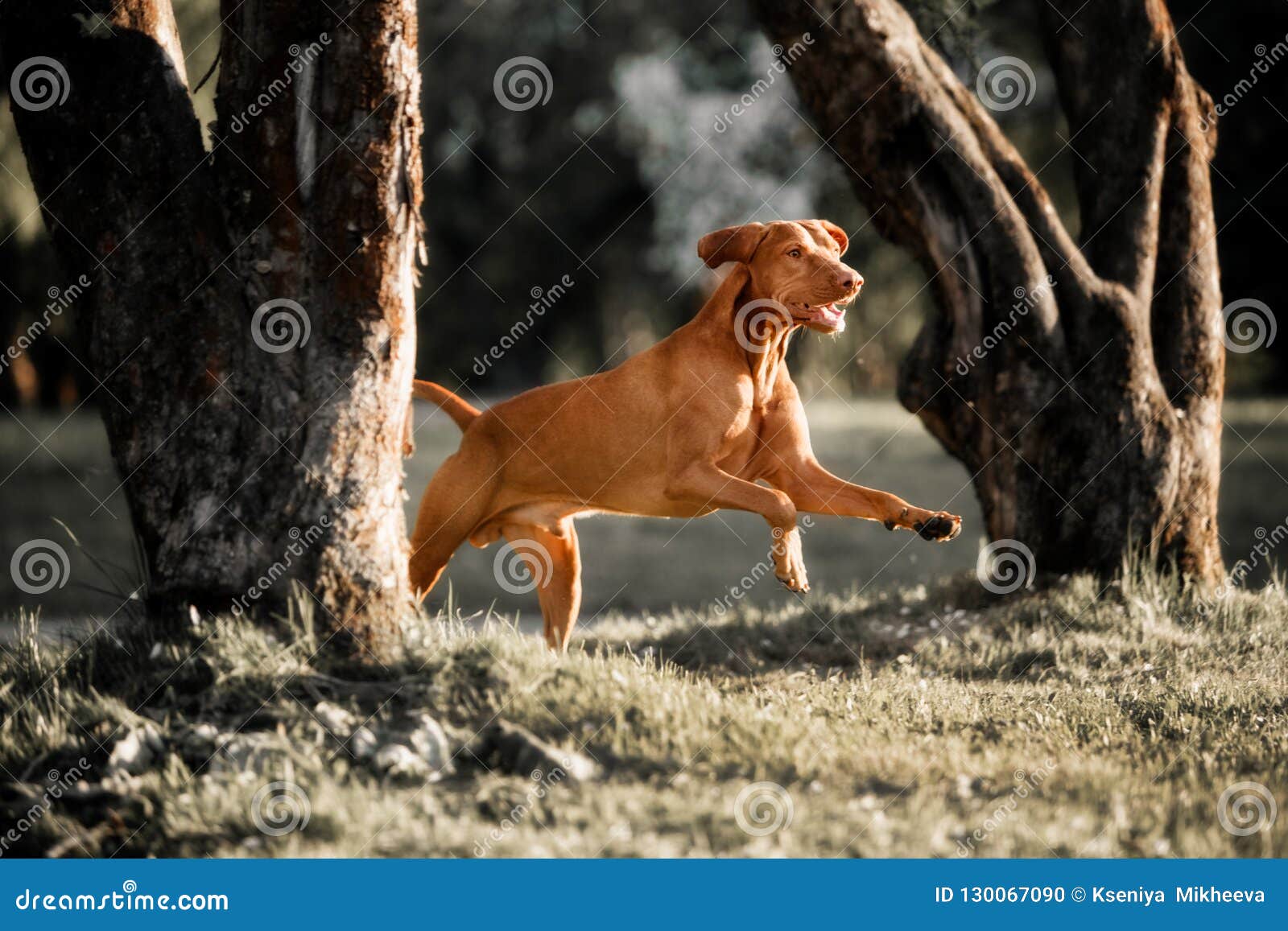Beautiful Rhodesian Ridgeback Runs in the Forest Stock Photo - Image of ...