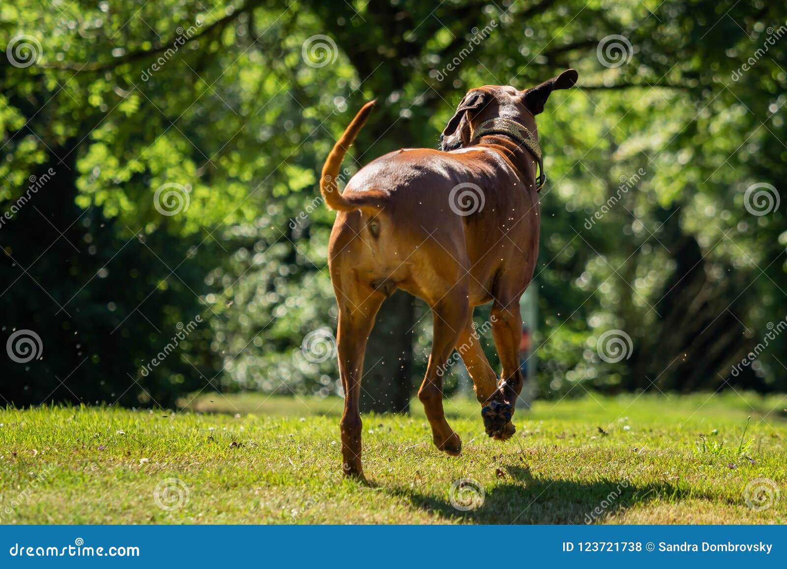 A Beautiful Rhodesian Ridgeback Runs on the Green Field Stock Photo ...