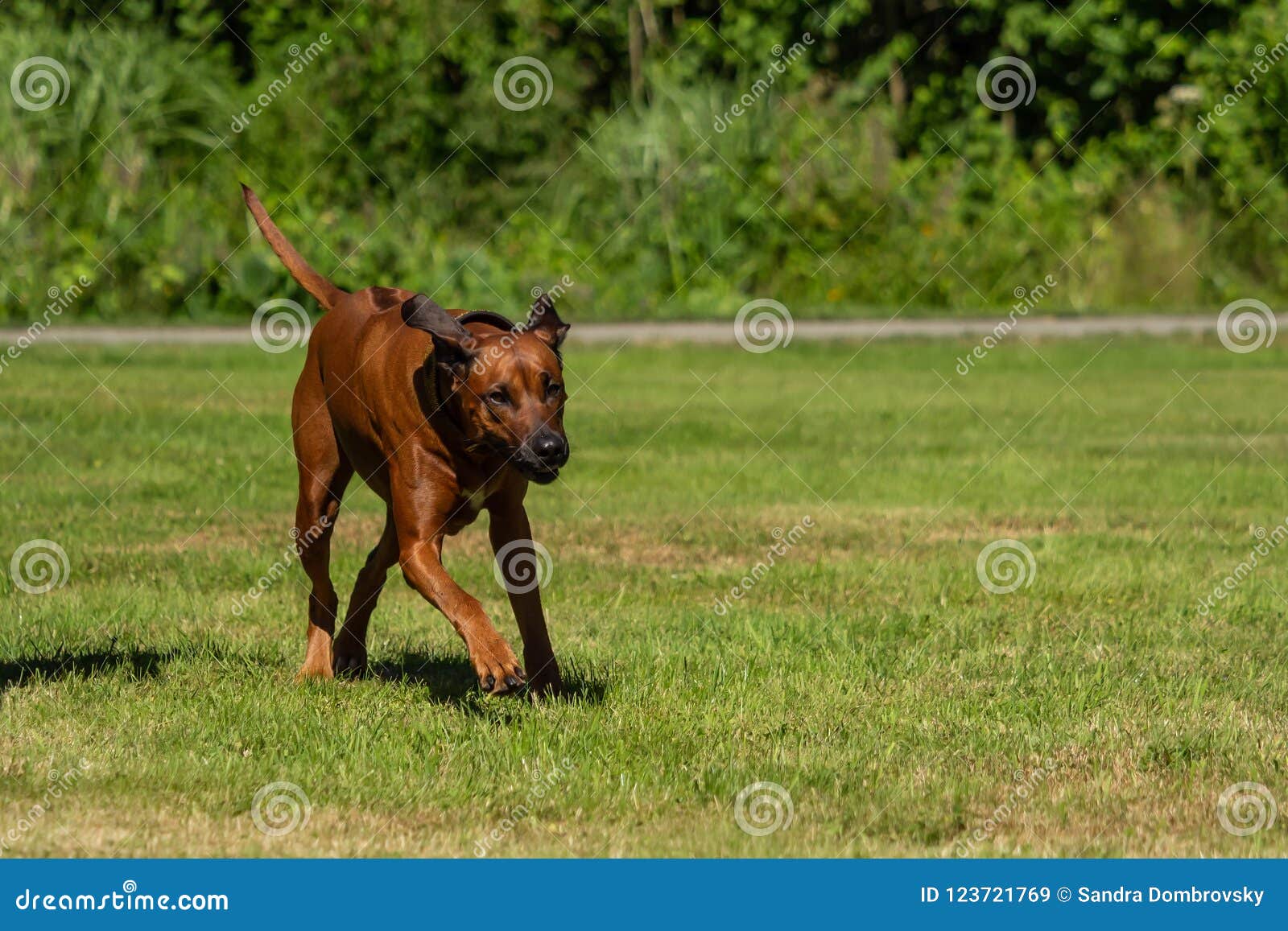 A Beautiful Rhodesian Ridgeback Runs on the Green Field Stock Image ...