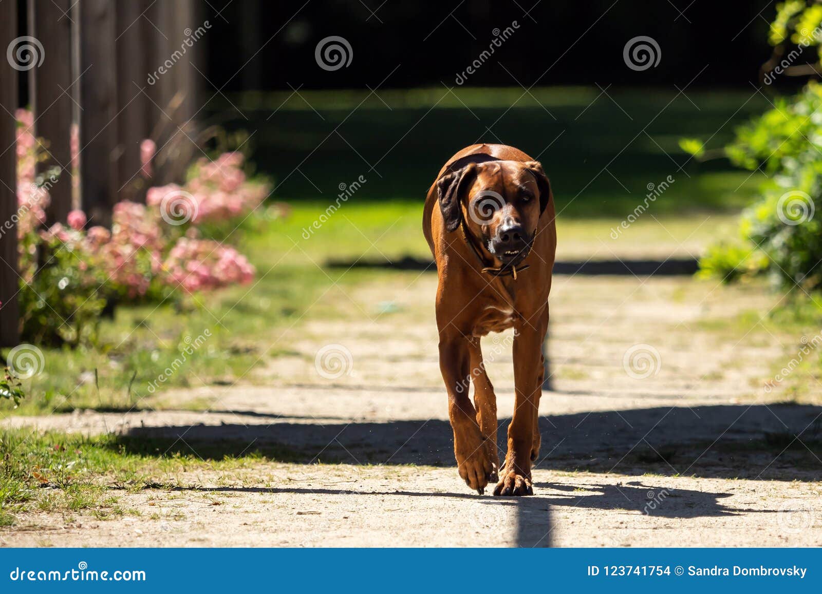 A Beautiful Rhodesian Ridgeback Runs Towards the Camera Stock Photo ...